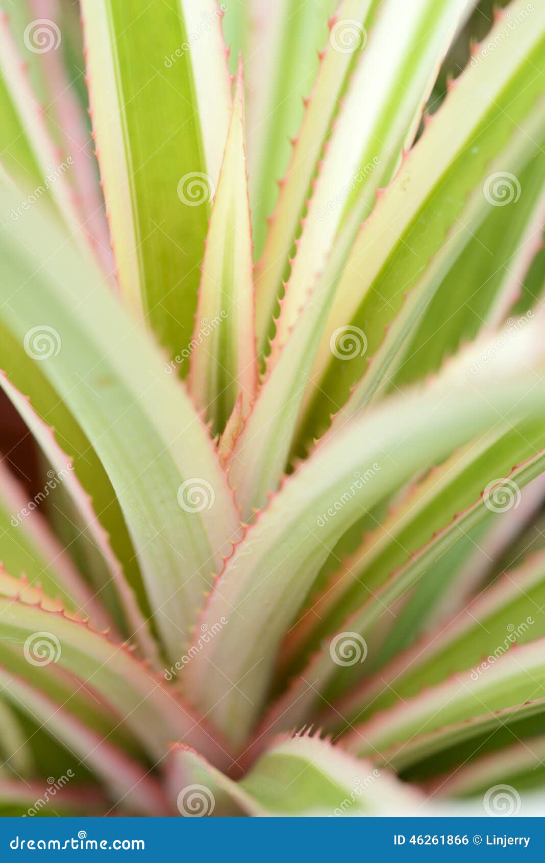 Pineapples leaves stock photo. Image of sharp, closeup - 46261866