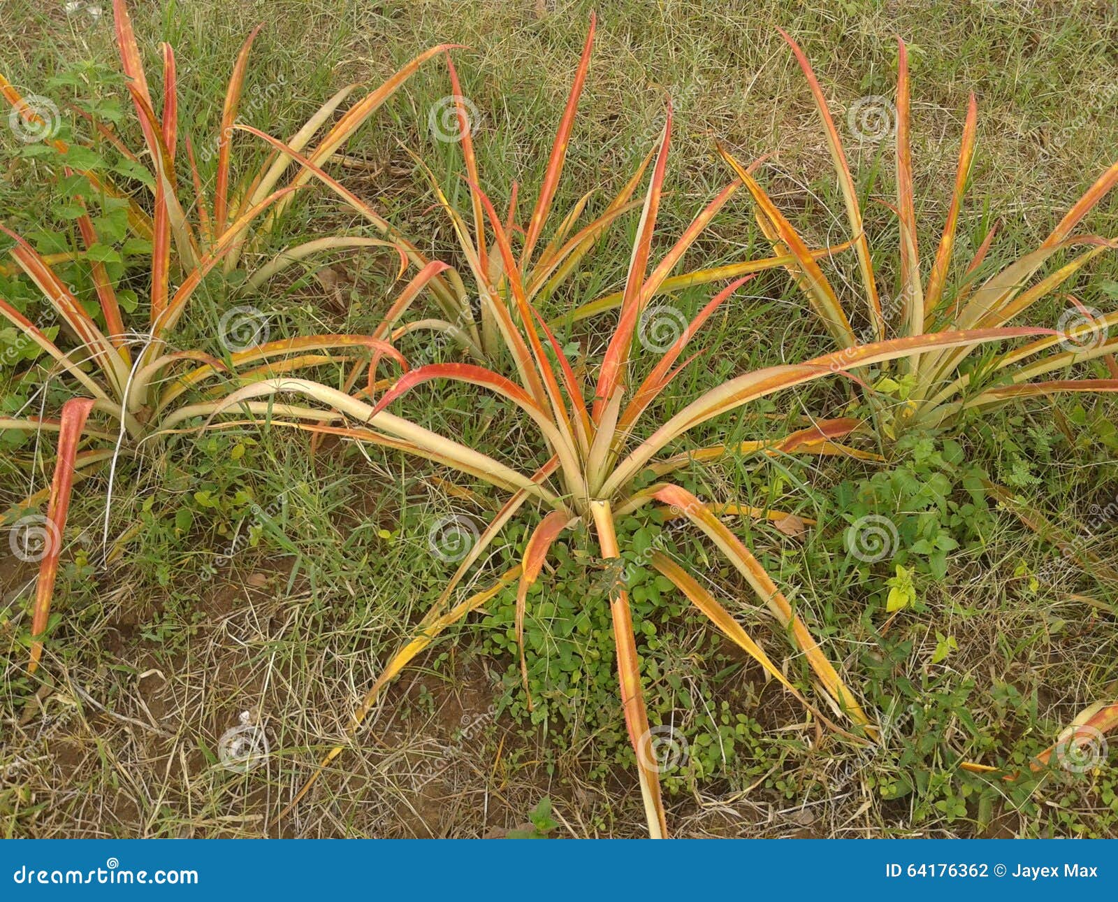 Pineapples sapling stock photo. Image of garden, tree - 64176362