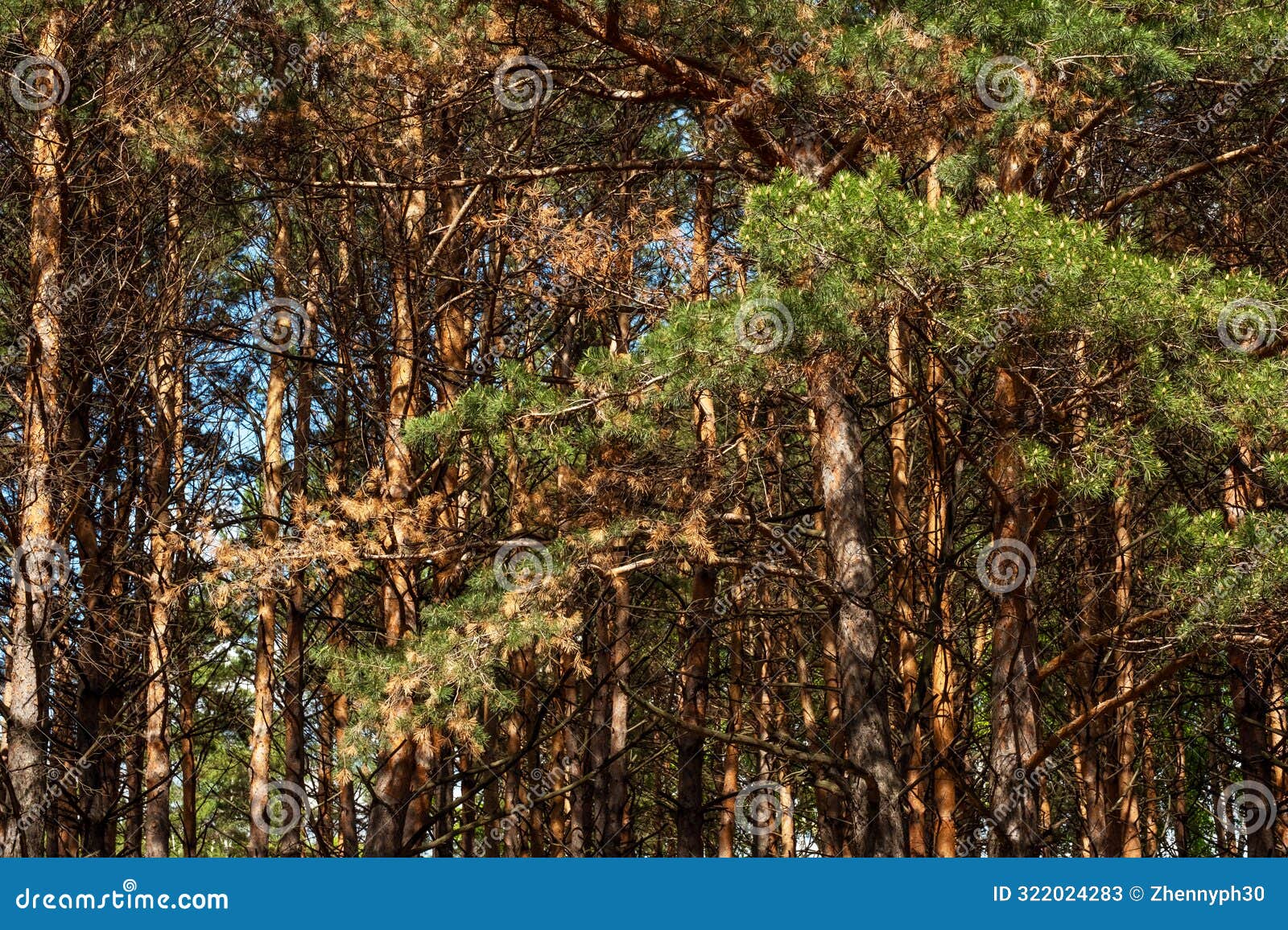 Pineceae Treeline. Crowded Pine Trees Stock Image - Image of strength ...