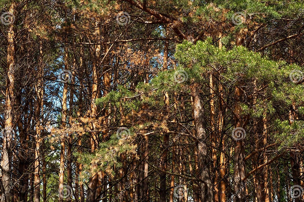 Pineceae Treeline. Crowded Pine Trees Stock Image - Image of strength ...