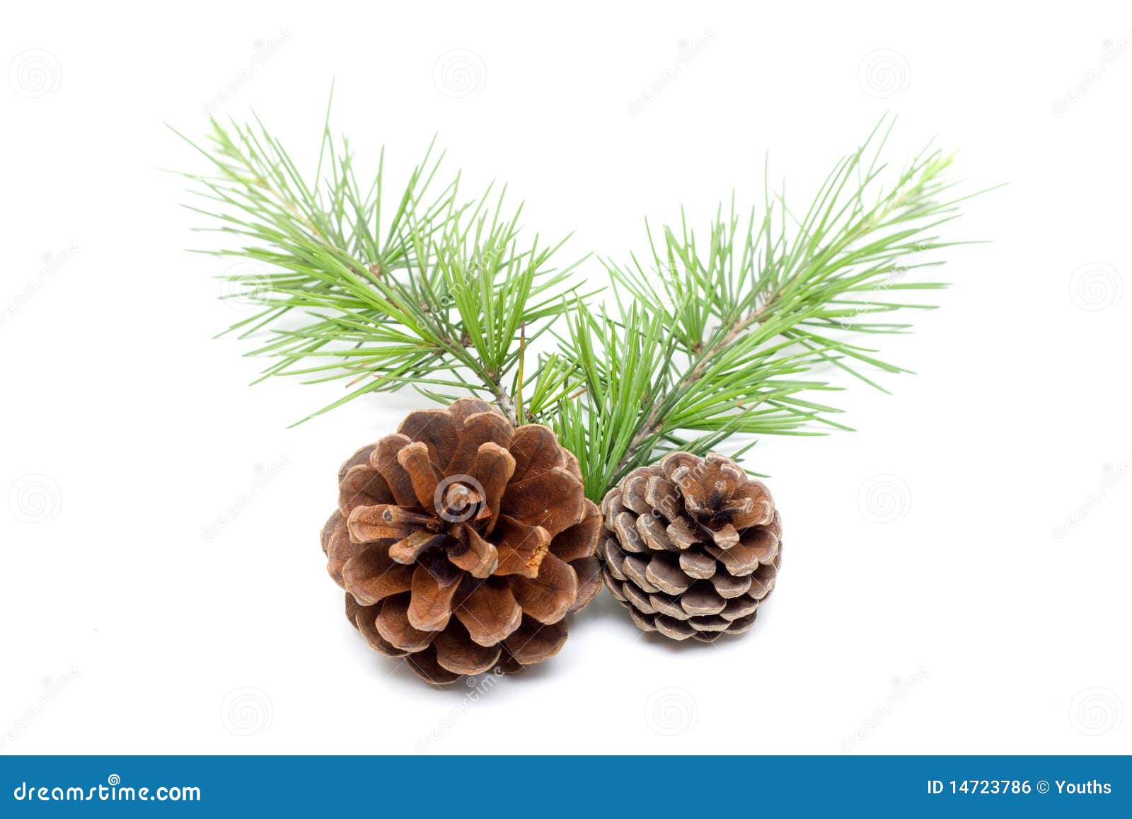 Pinecone Isolated on White Background Stock Photo - Image of fruit ...