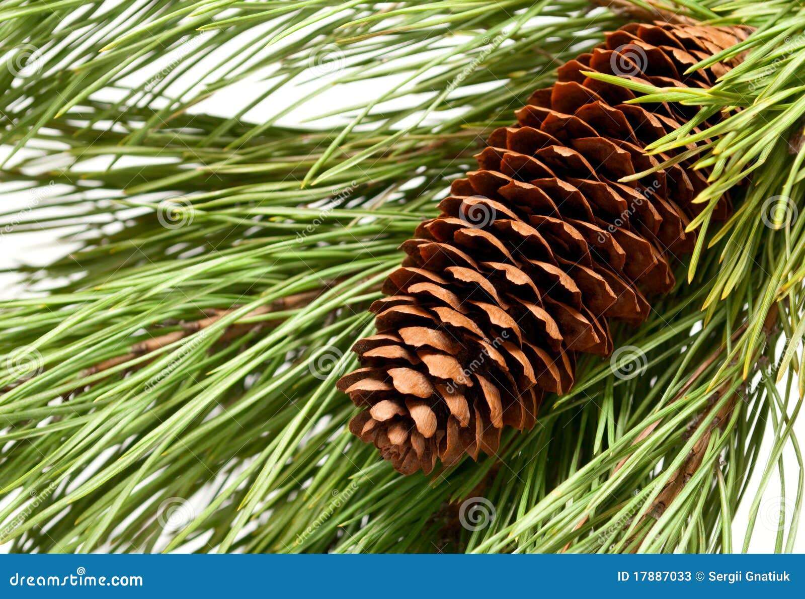 Pinecone stock image. Image of area, frozen, nature, frame - 17887033