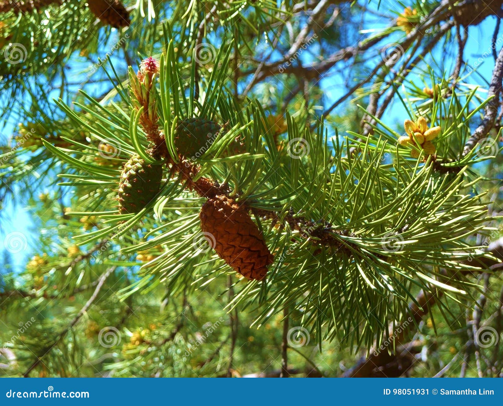 Pinecone stock image. Image of branches, ponderosa, mountains - 98051931