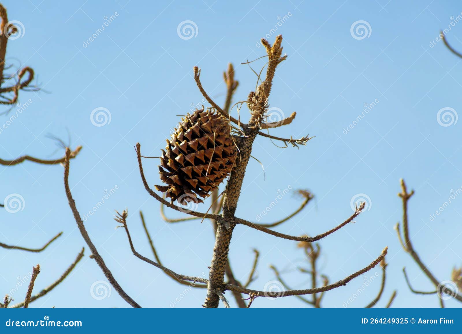 Pinecone on Bare Tree with No Leaves Stock Image - Image of decoration ... Pinecone on Bare Tree with No Leaves Stock Image - Image of decoration ...