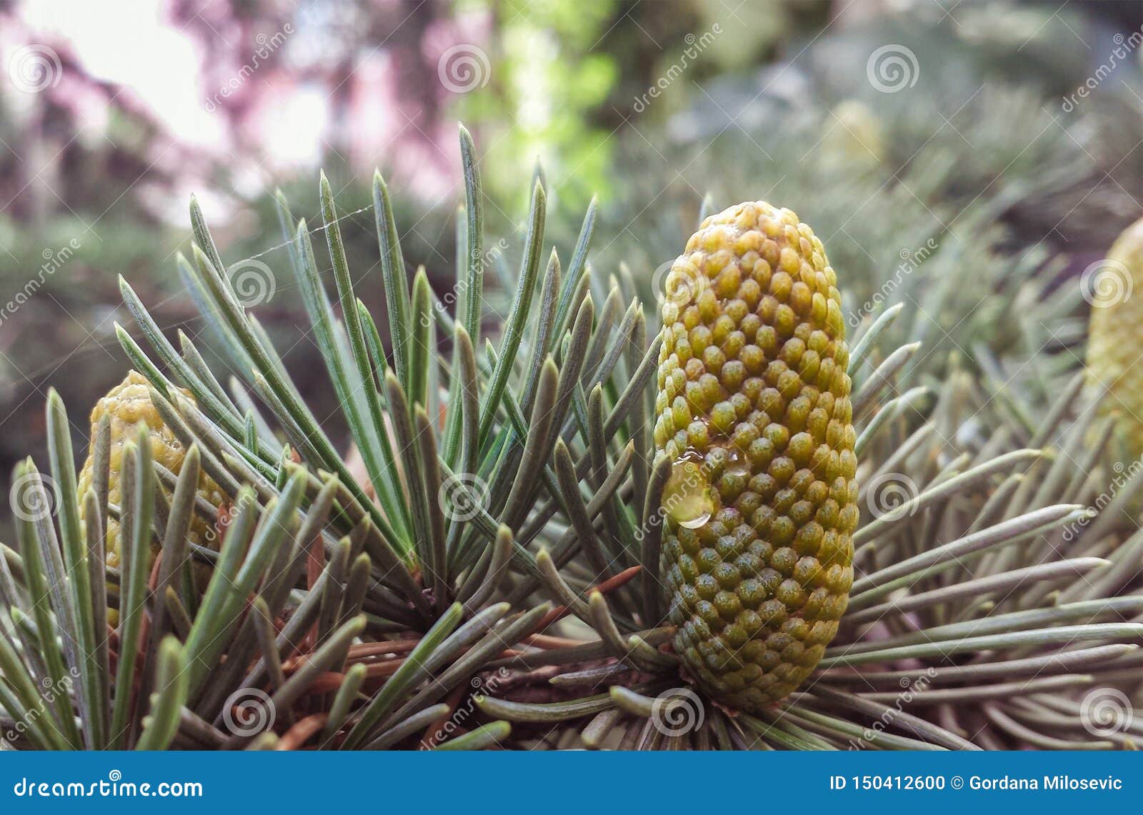 Pinecone on a Bough Conifer Stock Photo - Image of plant, trees: 150412600