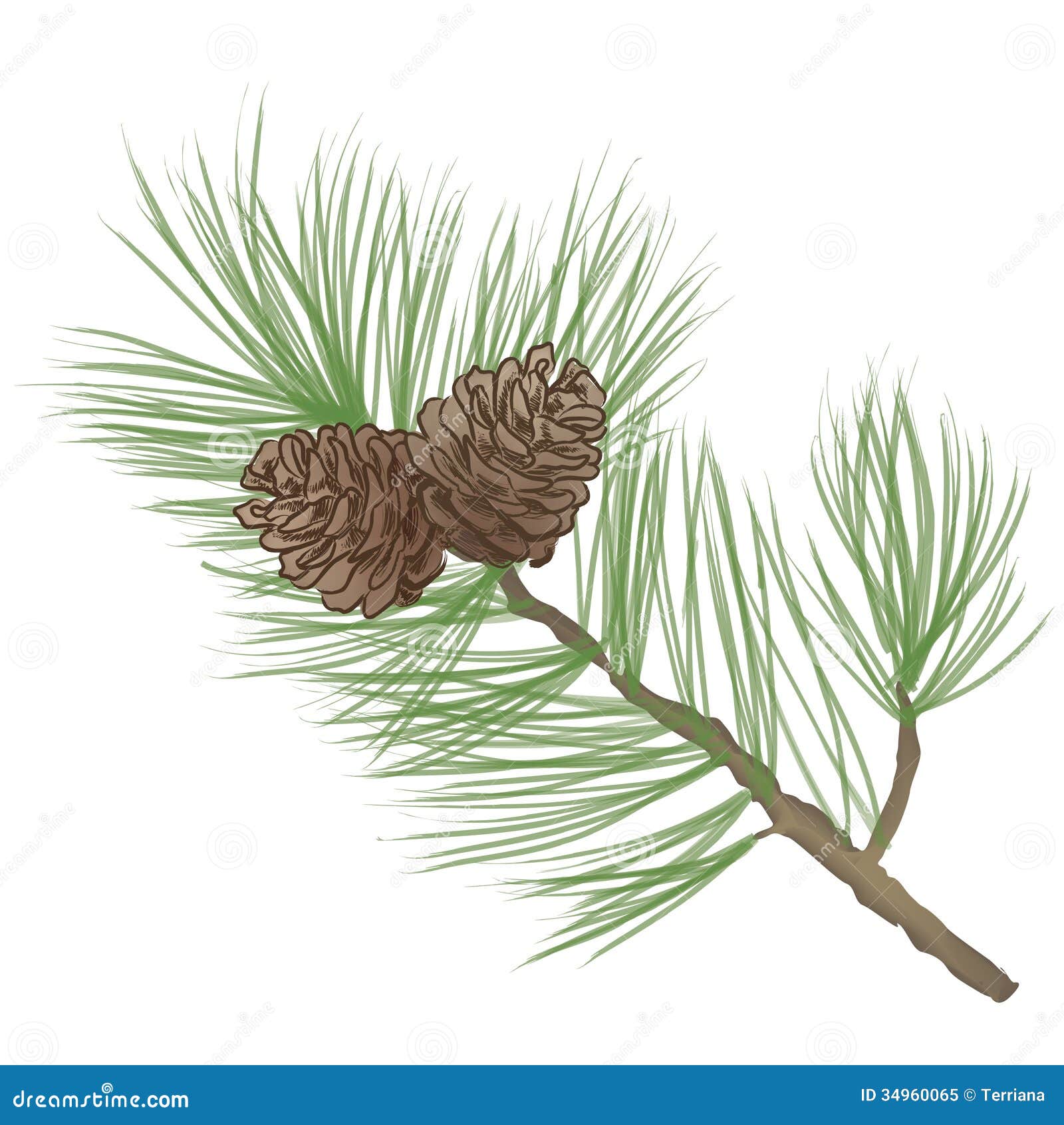 Pine Tree Branch Illustration