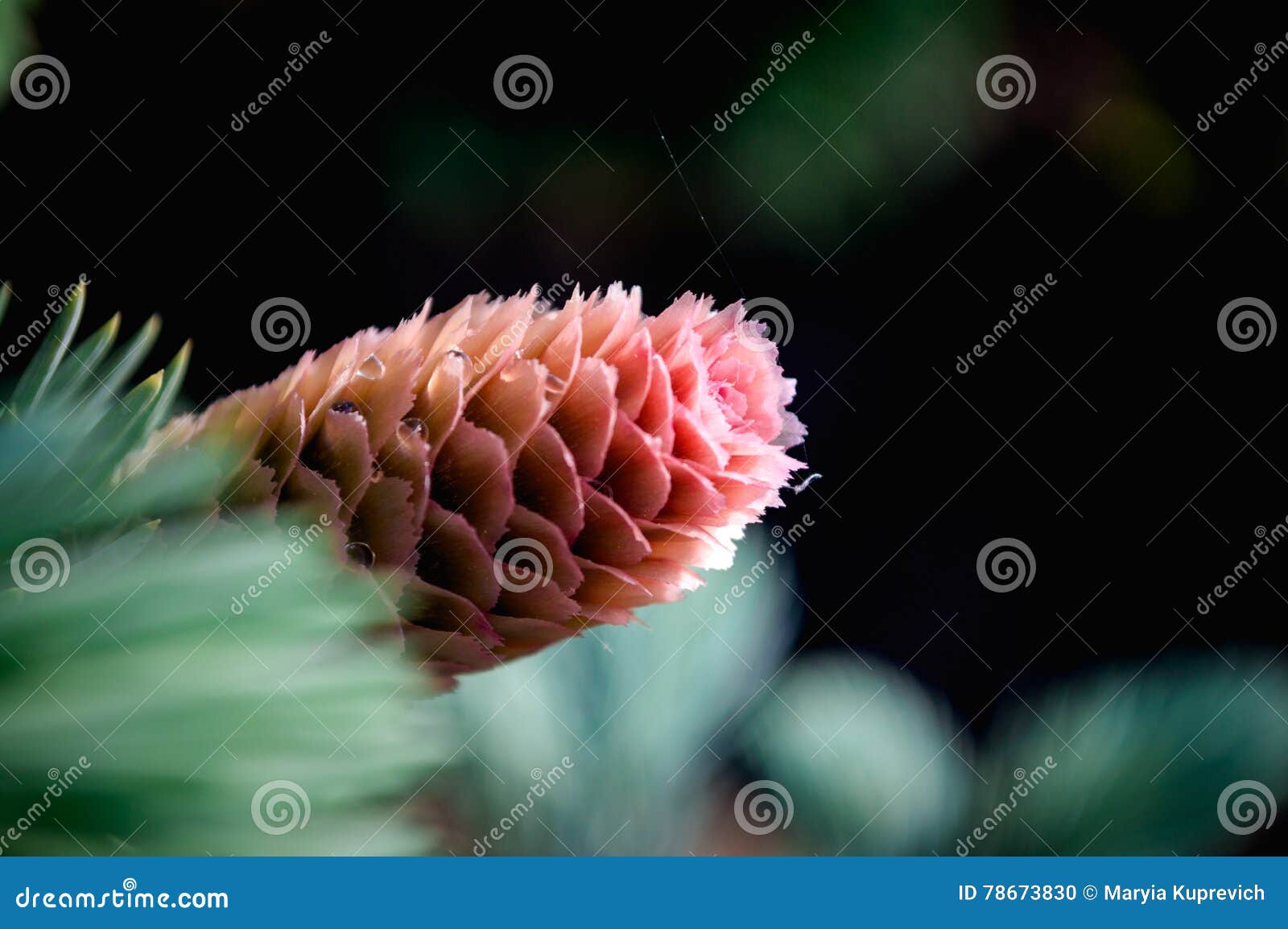 Pinecone bumps stock photo. Image of light, garden, growing - 78673830