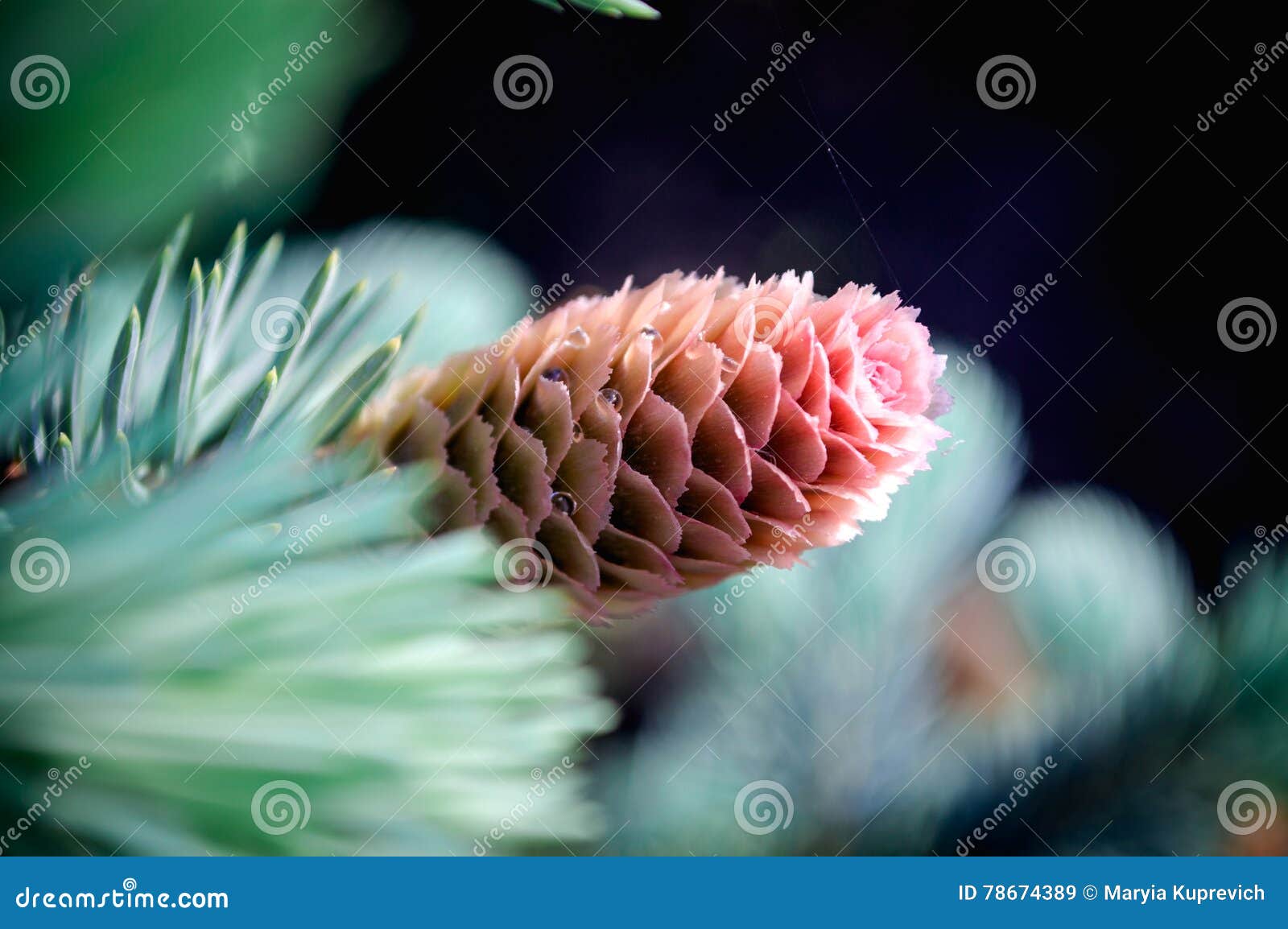 Pinecone bumps stock image. Image of beauty, cones, botany - 78674389