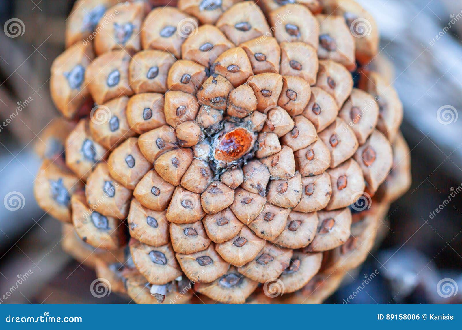Pinecone Central Spiral Core Structure Pattern As Forest, Decoration ...