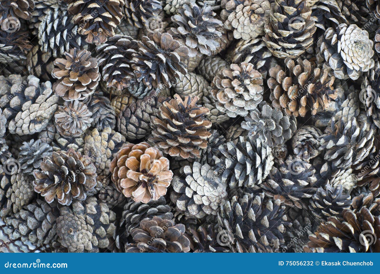 Pinecone 1 stock photo. Image of close, brown, fruit - 75056232
