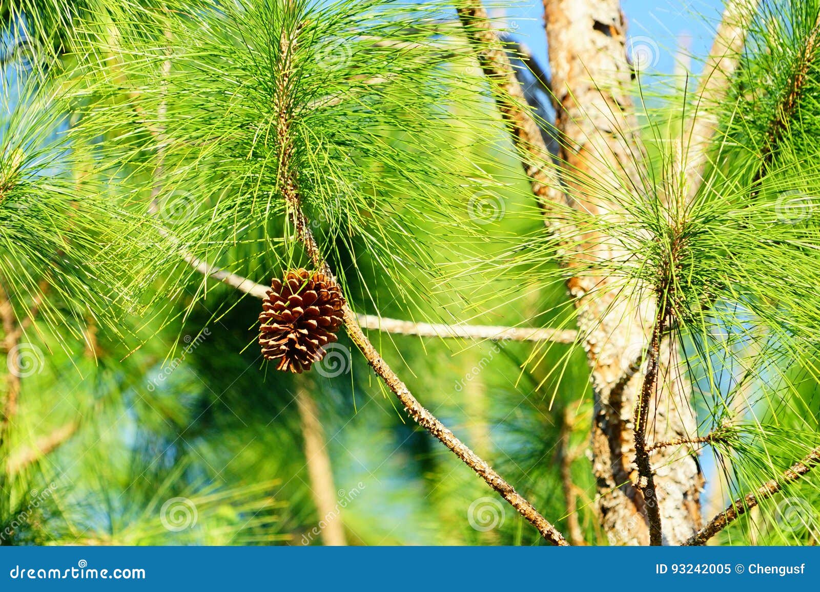 Pinecone. Cone of Pine. Fruit of Nature. Stock Image - Image of ...