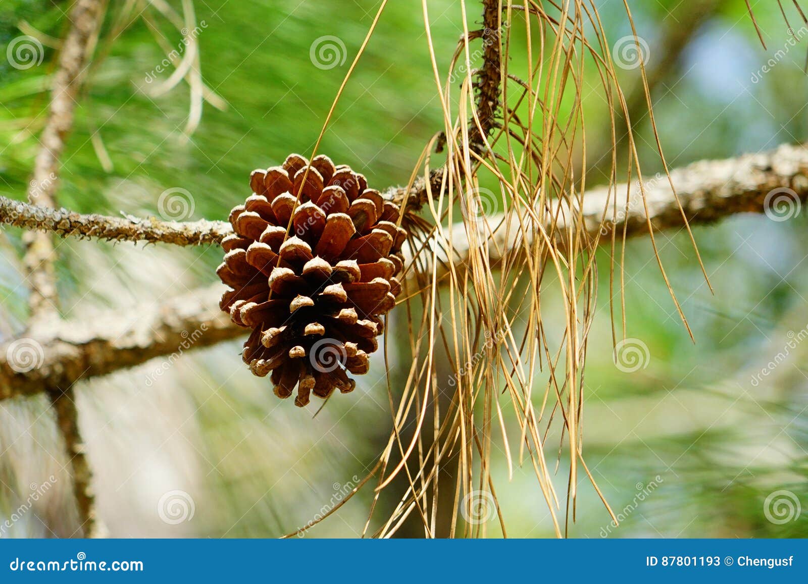 Pinecone. Cone of Pine. Fruit of Nature. Stock Image - Image of ...