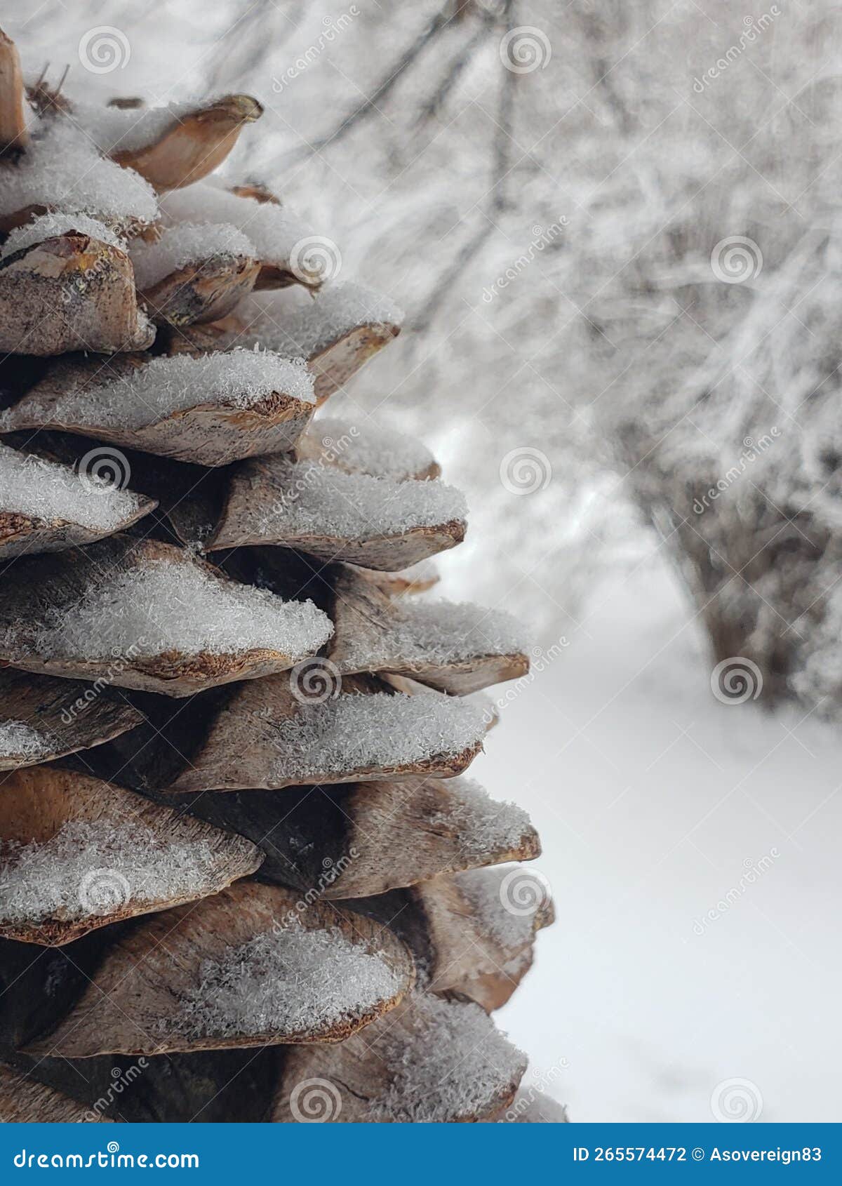 Pinecone Decoration Covered in Ice and Snow Stock Photo - Image of snow ...