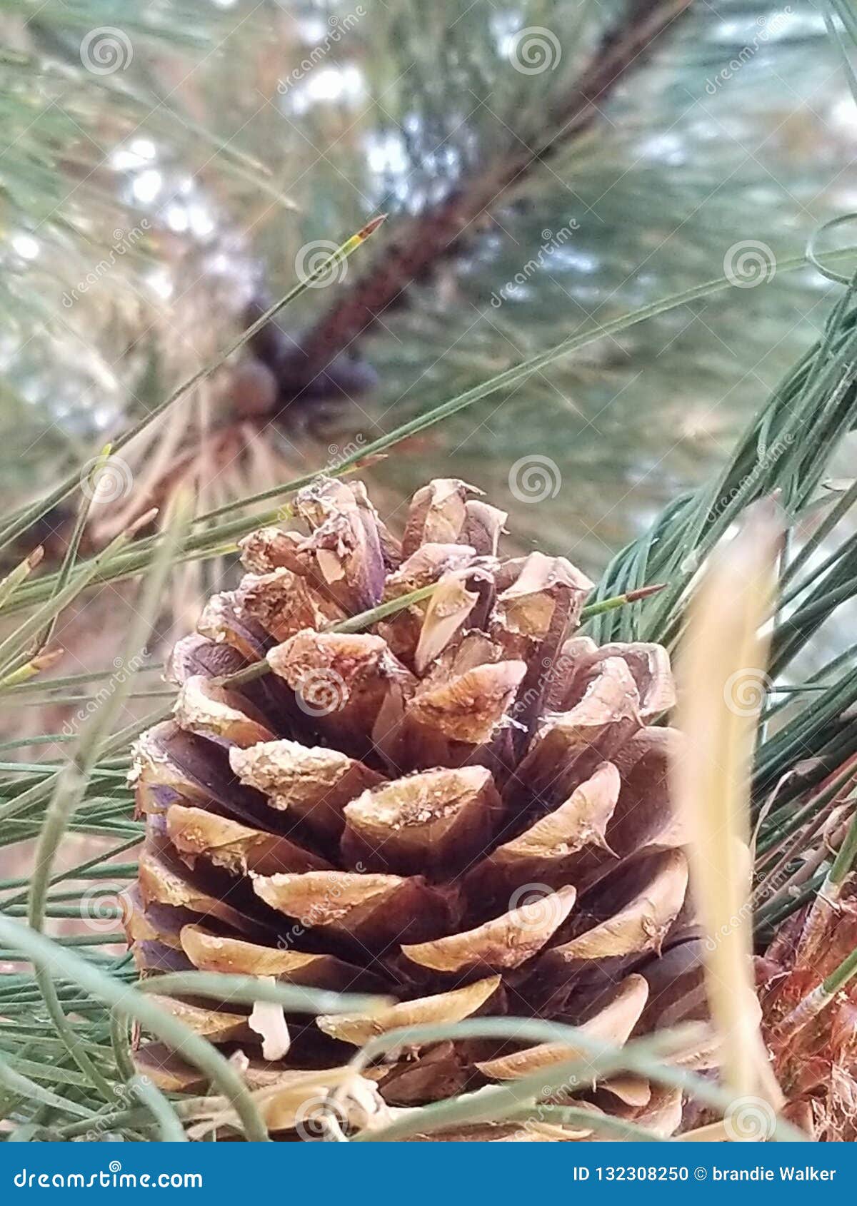 Pinecone in fall stock photo. Image of pinecone, hanging - 132308250