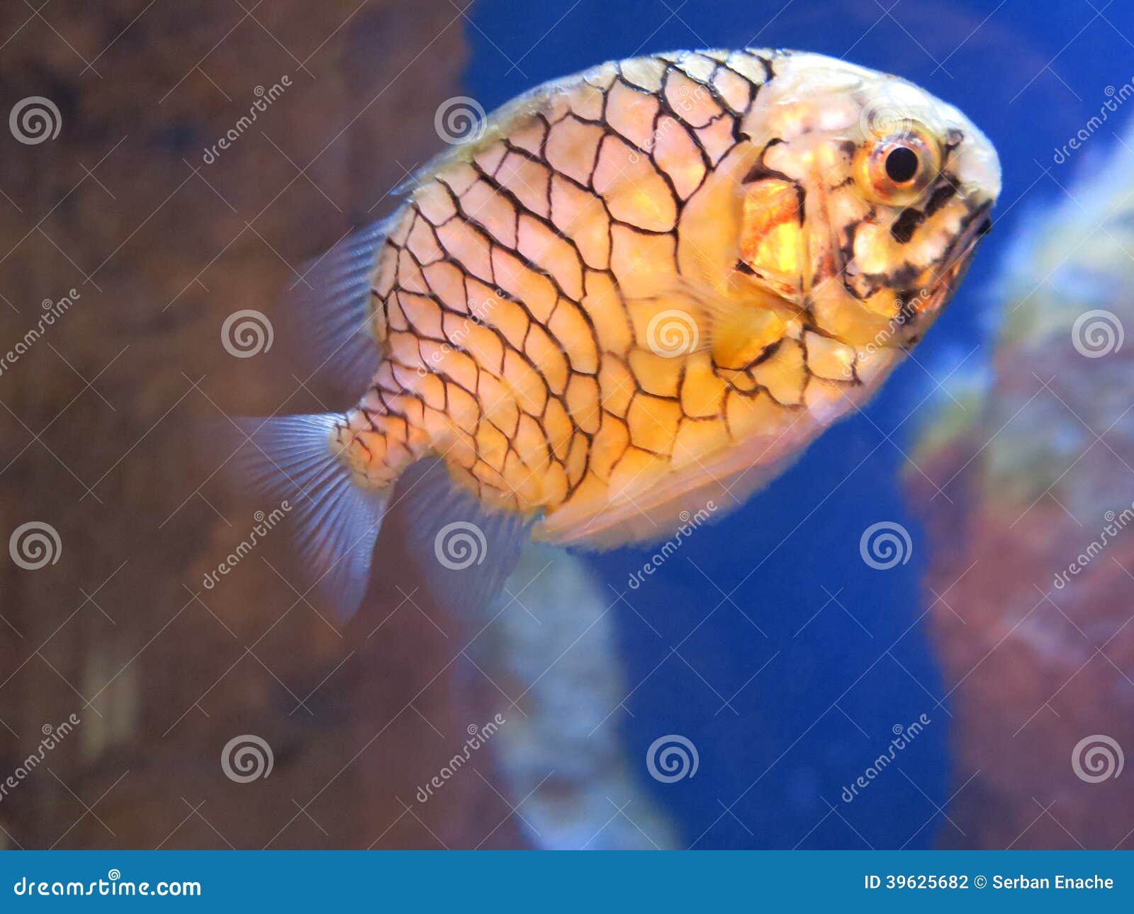 Pinecone fish stock photo. Image of monocentridae, aquarium - 39625682