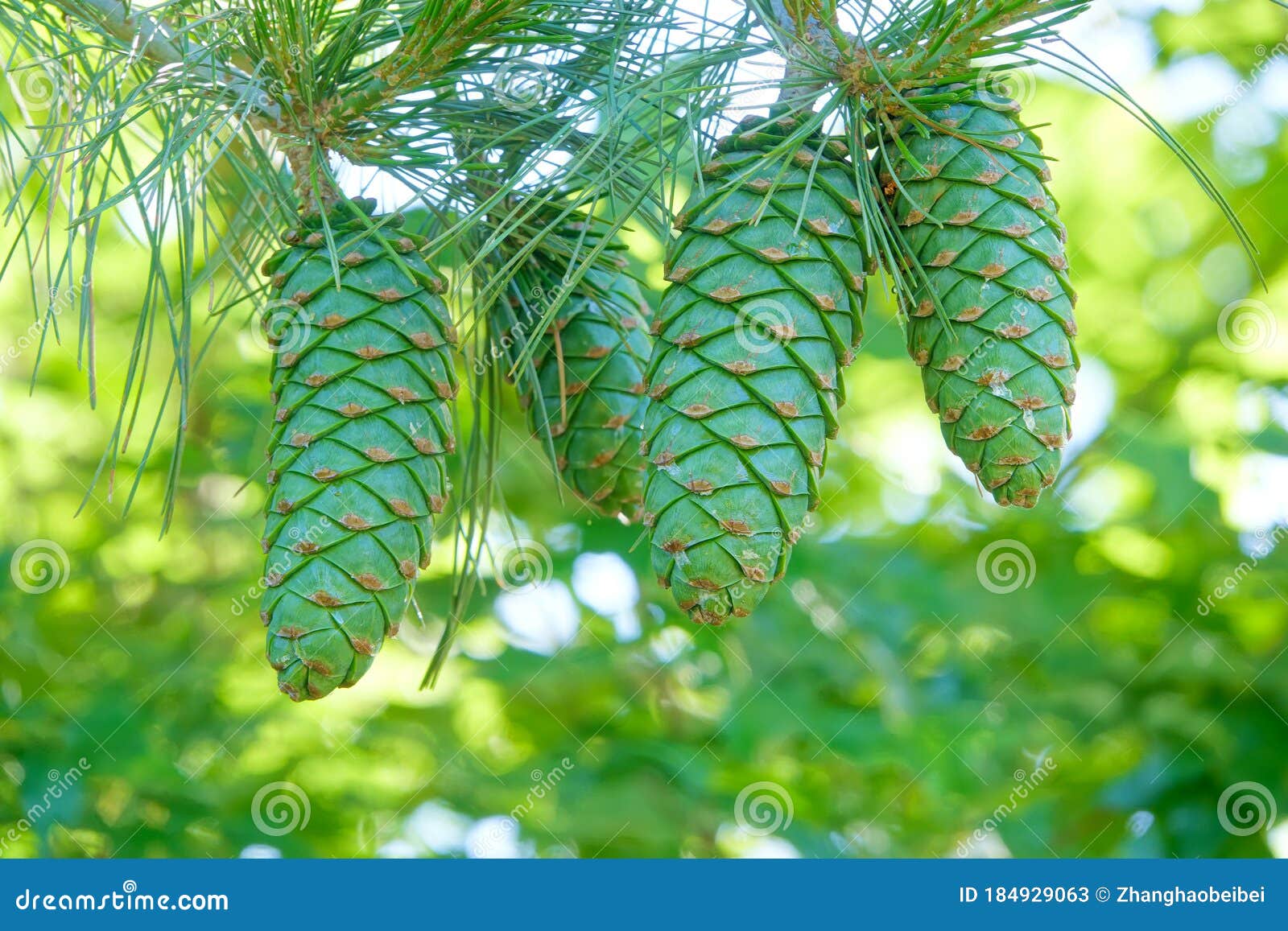 Pinecone image stock. Image du arbre, pinéale, fruits - 184929063
