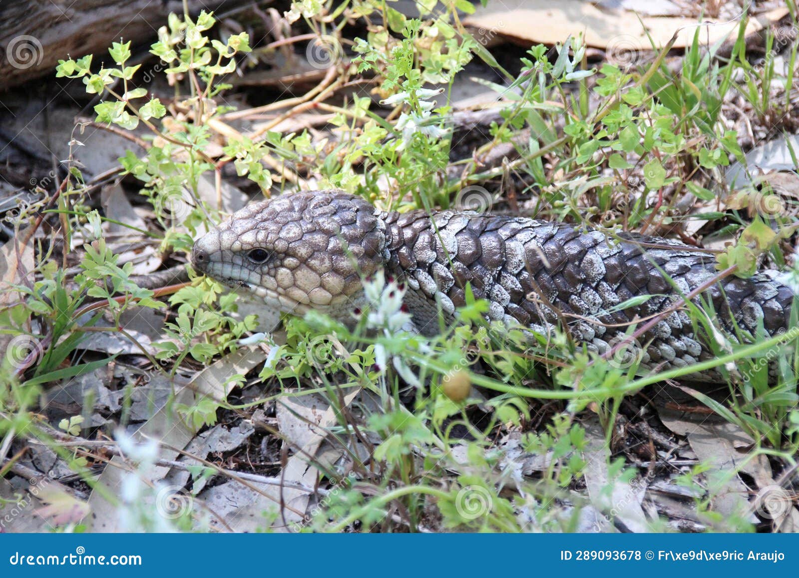 Pinecone Lizard (shingleback Skink or Bobtail Lizard) - Yanchep ...
