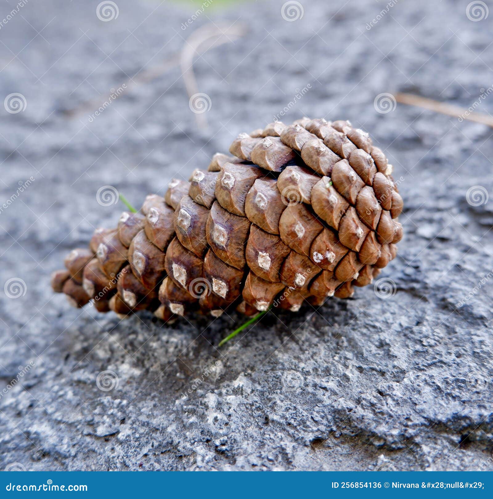 Pinecone in Nature, only Pinecone Stock Photo - Image of wood, plant: 256854136