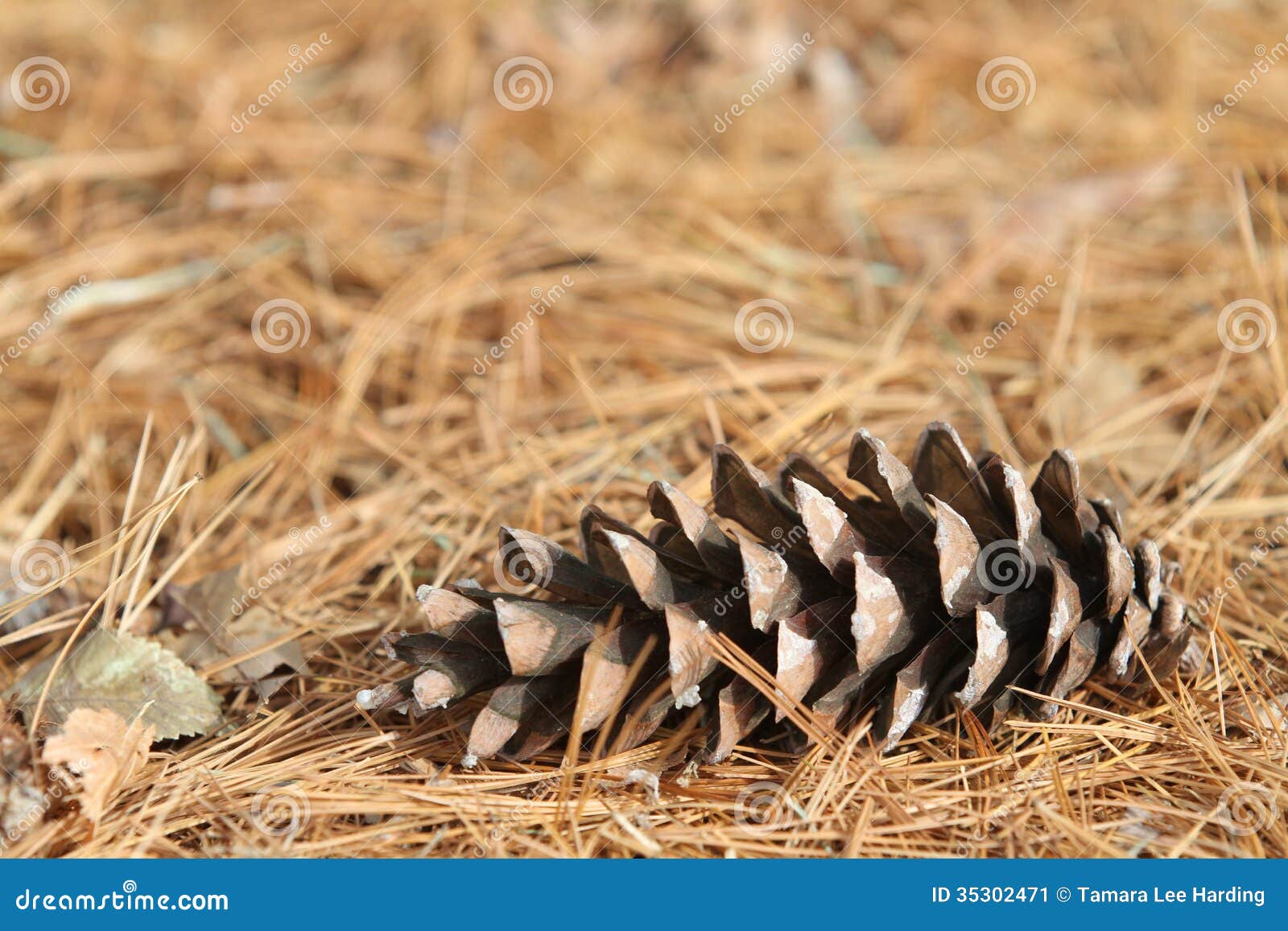 Pinecone with needles stock image. Image of blurred, change - 35302471