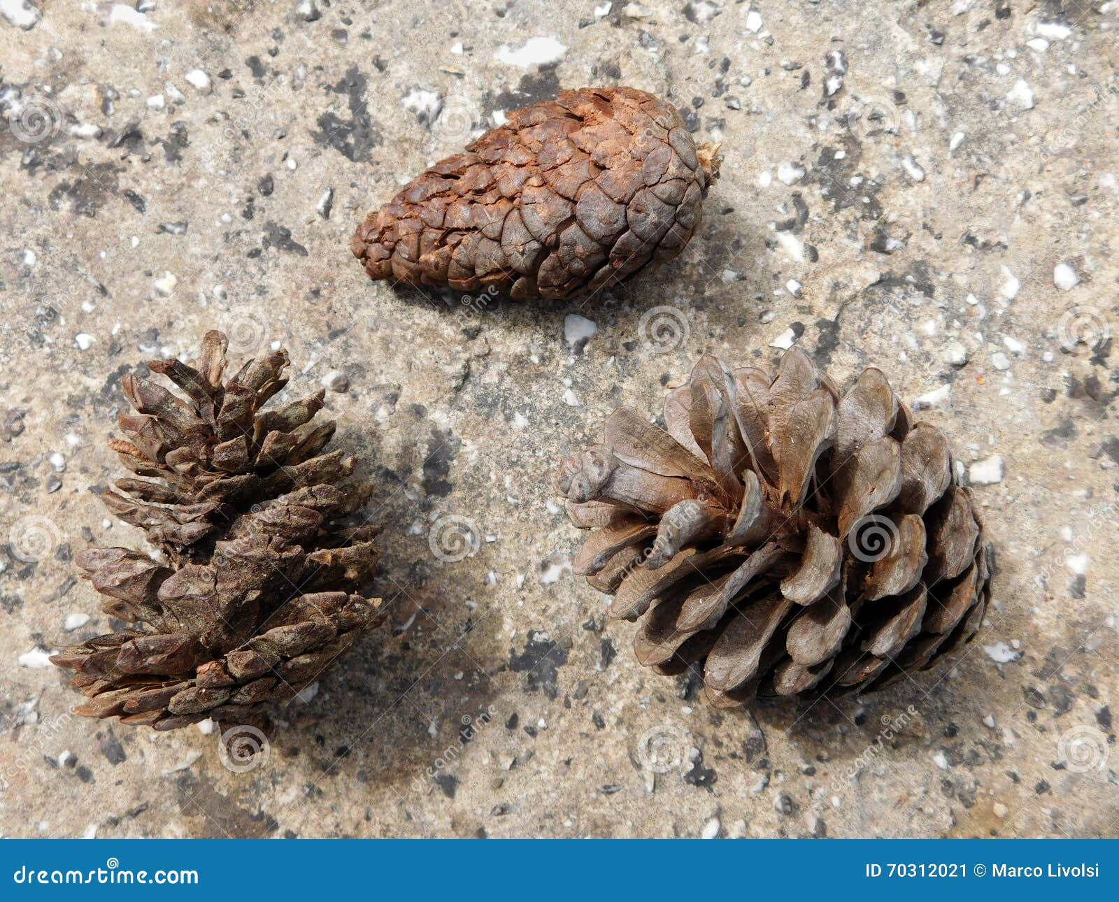 Pinecone Outdoors in the Garden Stock Image - Image of macro, hanging ...