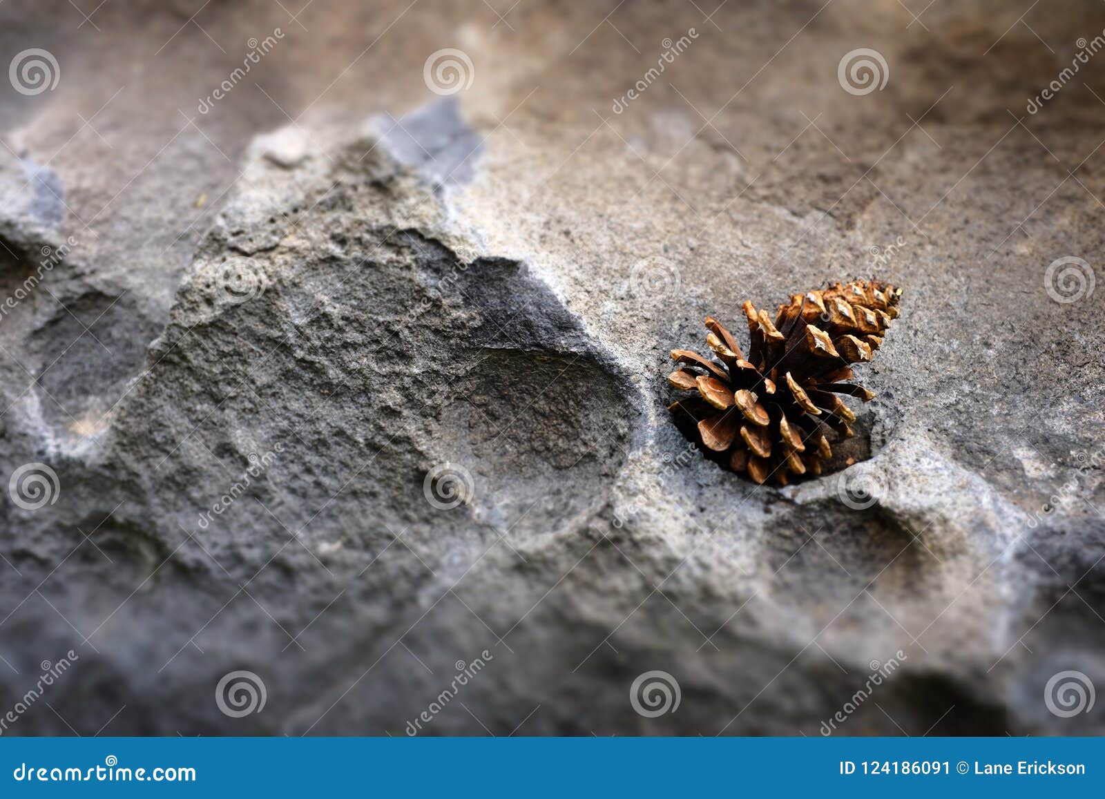 Pinecone Pine Cone on Stone Rock Texture in the Wilderness Stock Image ...