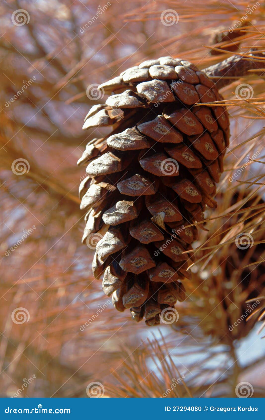 Pinecone on pine tree stock photo. Image of greece, flora - 27294080