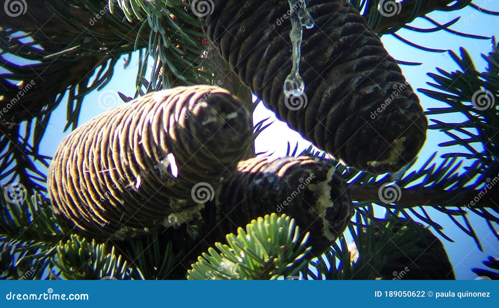 Pinecone Sap Evergreen Trees Stock Photo - Image of jungle, forest ...