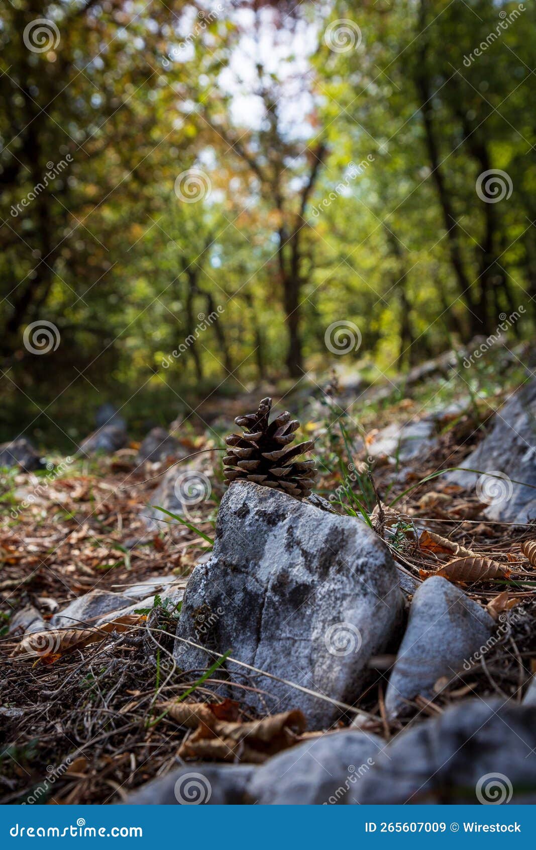 A Pinecone Sitting on a Rock Stock Image - Image of park, light: 265607009