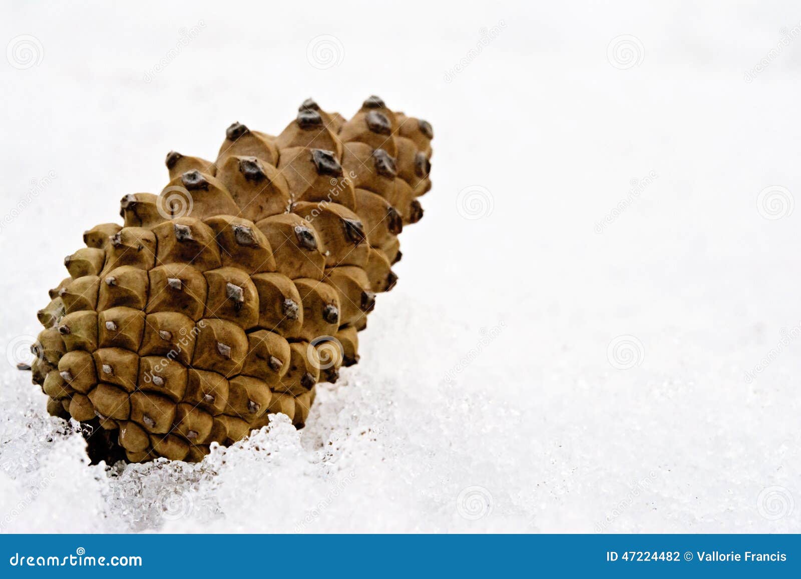 Pinecone in snow stock photo. Image of season, cold, pinecone - 47224482