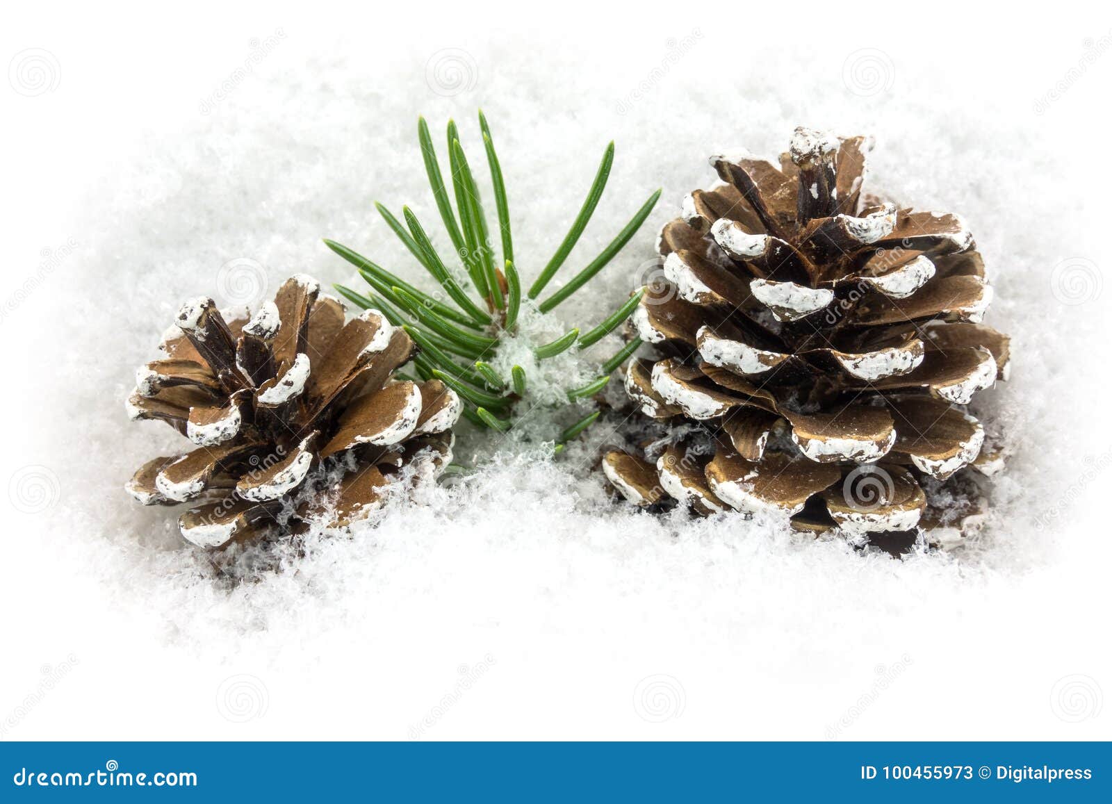 Pinecone in the Snow stock image. Image of evergreen - 100455973