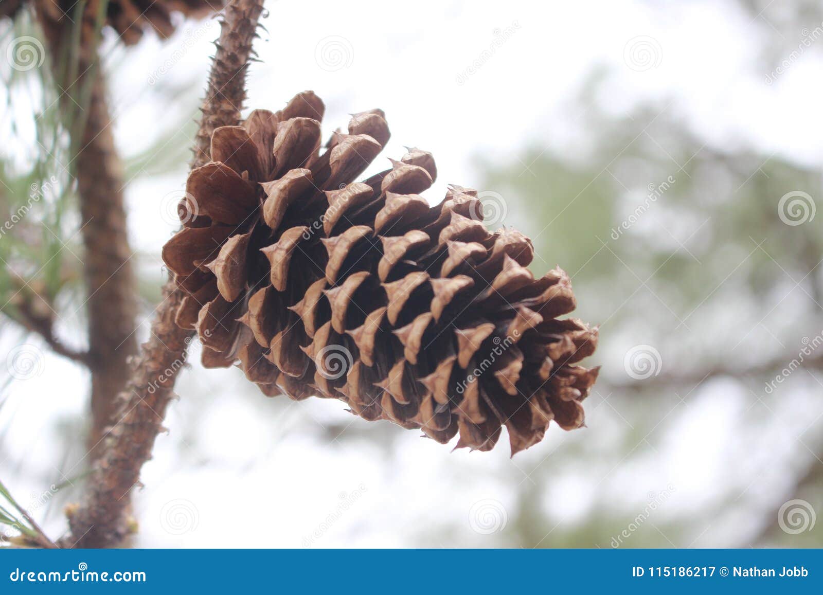 Pinecone about to fall stock image. Image of beautiful - 115186217