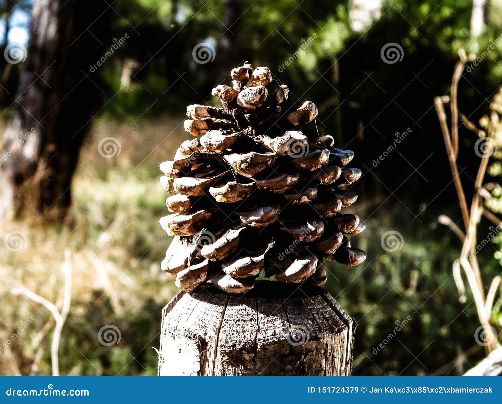 Pinecone of a tree stock image. Image of pinecone, environmental ...