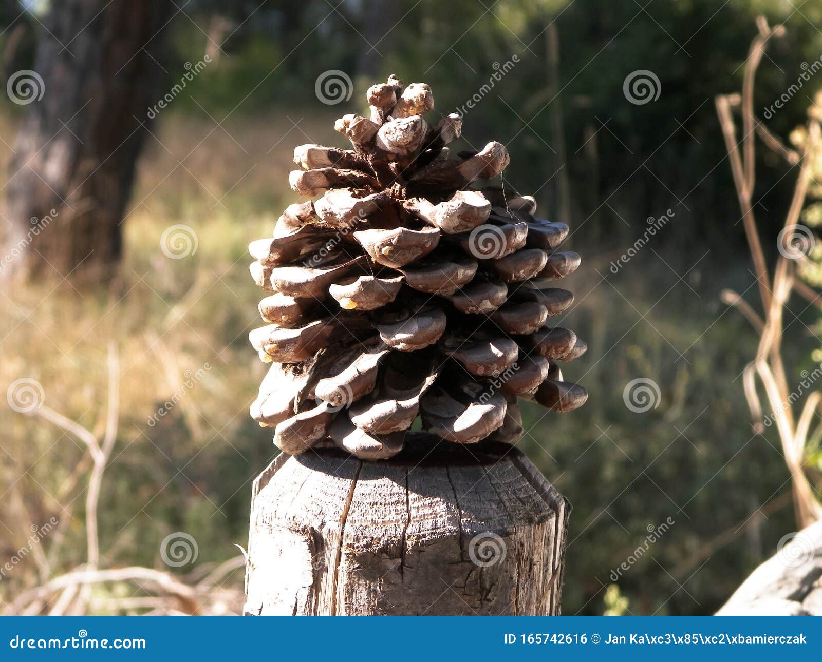 Pinecone of a tree stock photo. Image of forest, fall - 165742616