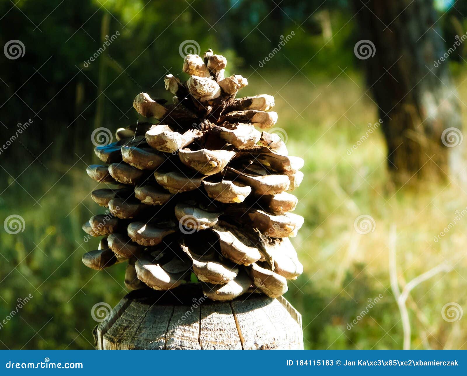 Pinecone of a tree stock image. Image of environmental - 184115183