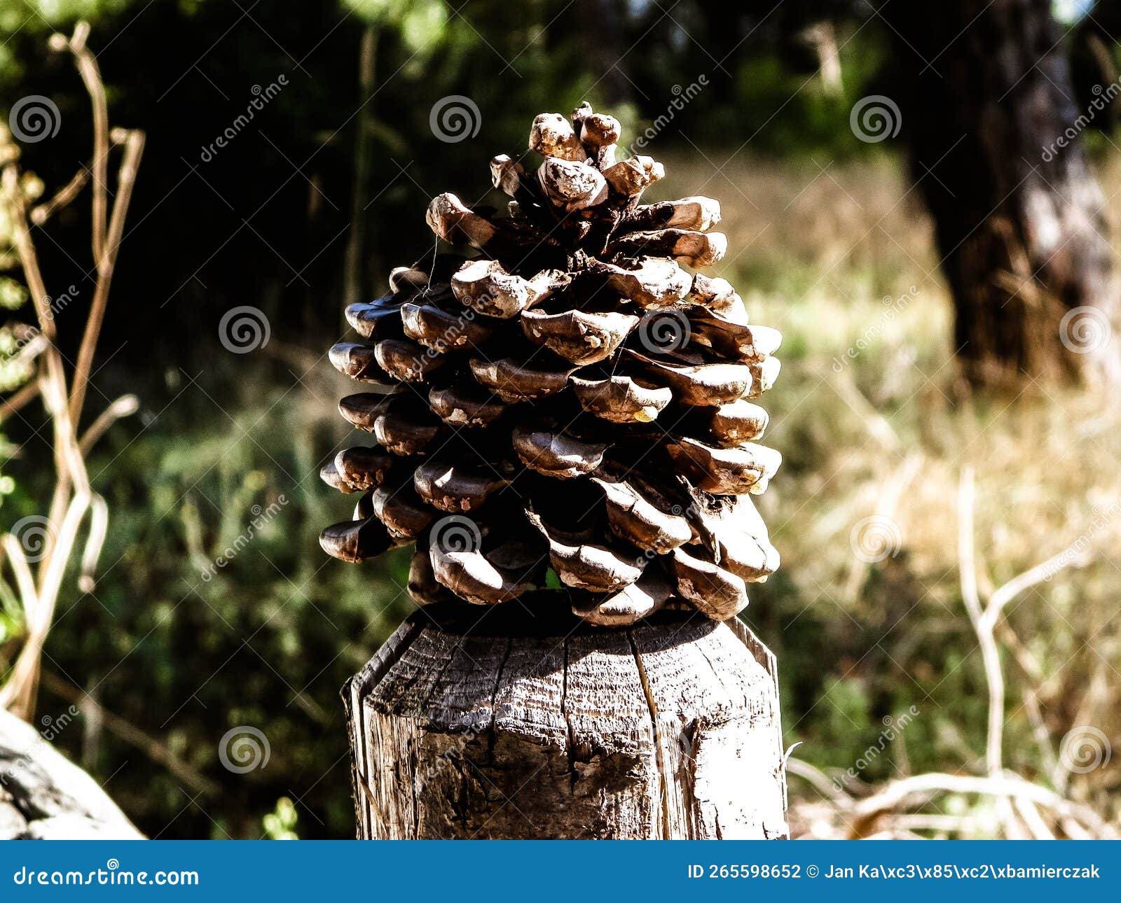 Pinecone of a tree stock photo. Image of outdoor, fall - 265598652