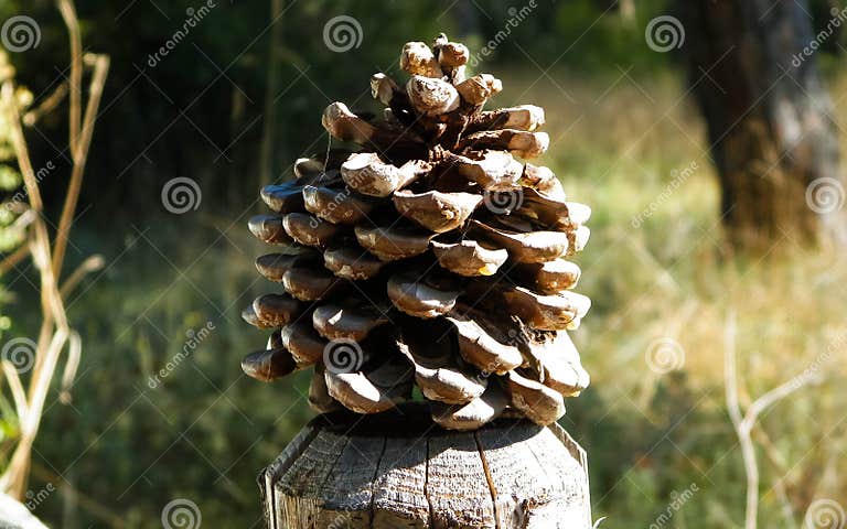 Pinecone of a tree stock photo. Image of huge, autumn - 285267280
