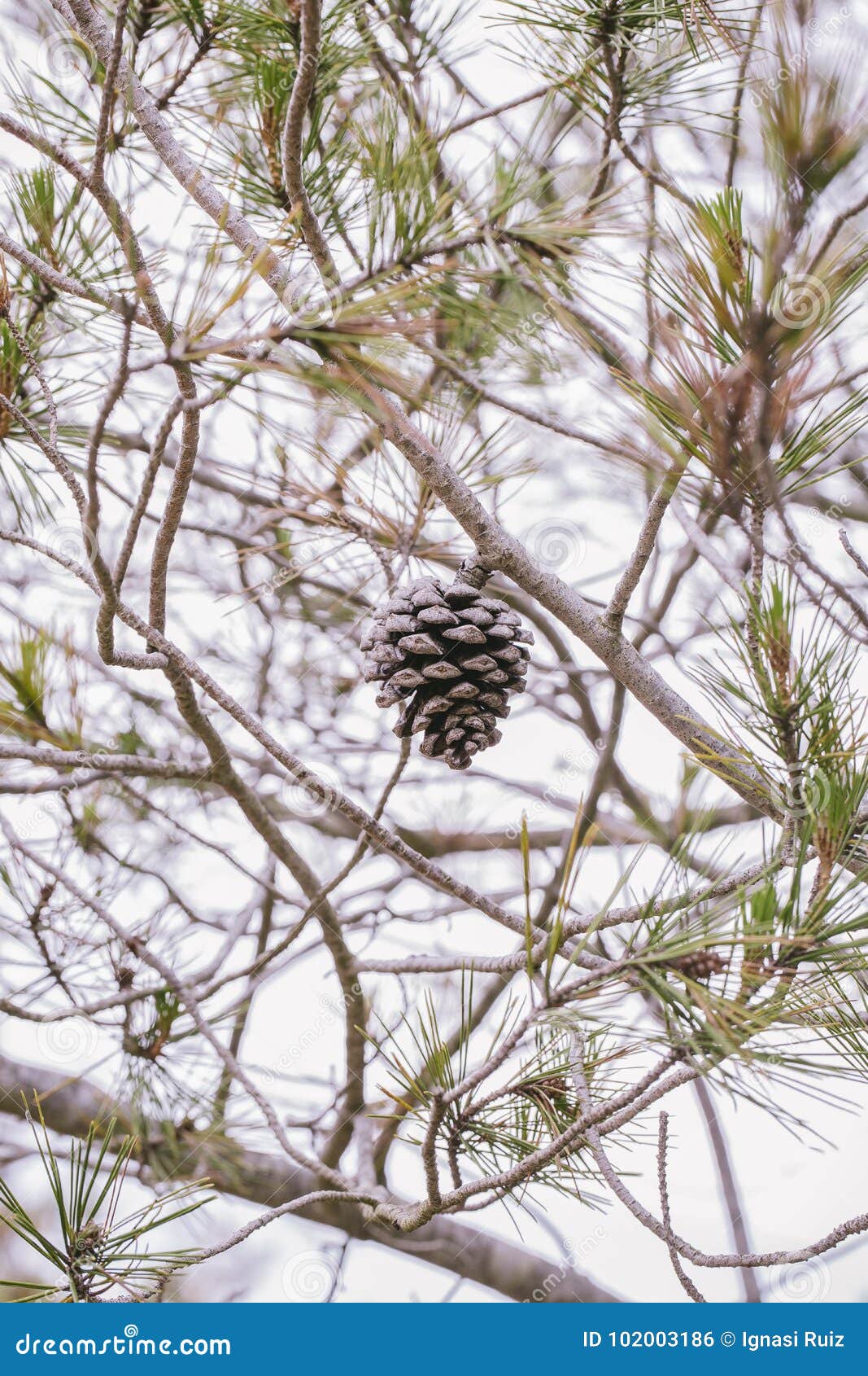 Pinecone on the tree stock photo. Image of background - 102003186