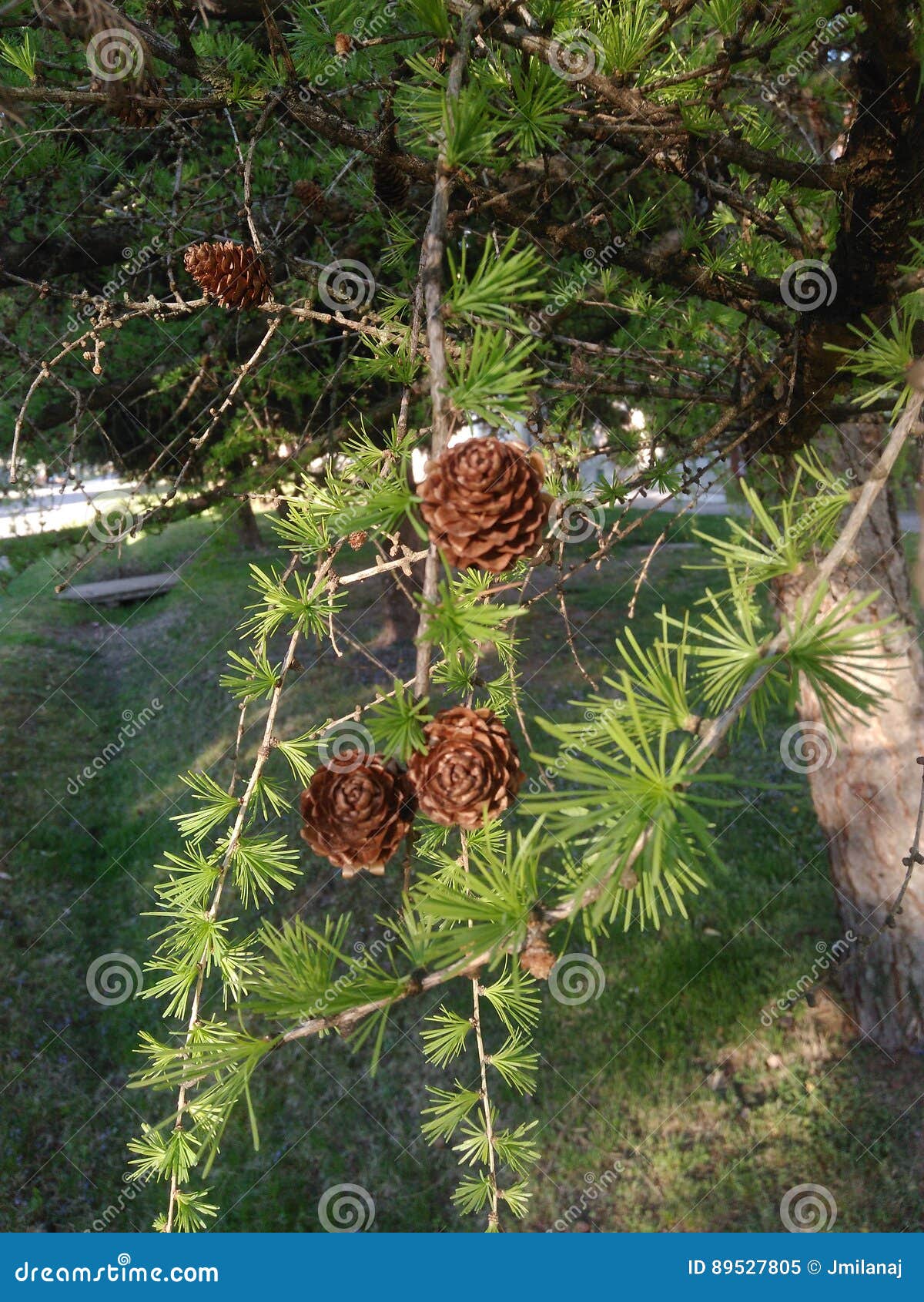 Pinecone stock image. Image of road, pinecone, tree, plant - 89527805