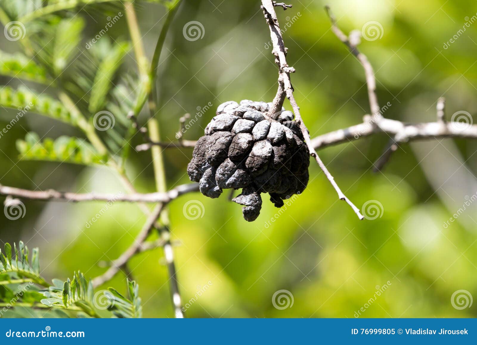 Pinecone Tropical Tree, Indonesia Stock Image - Image of view, summer ...