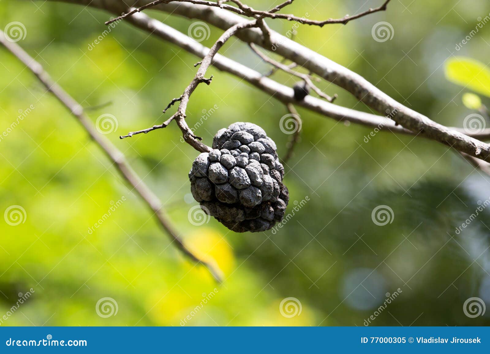 Pinecone Tropical Tree Indonesia Stock Photos - Free & Royalty-Free ...