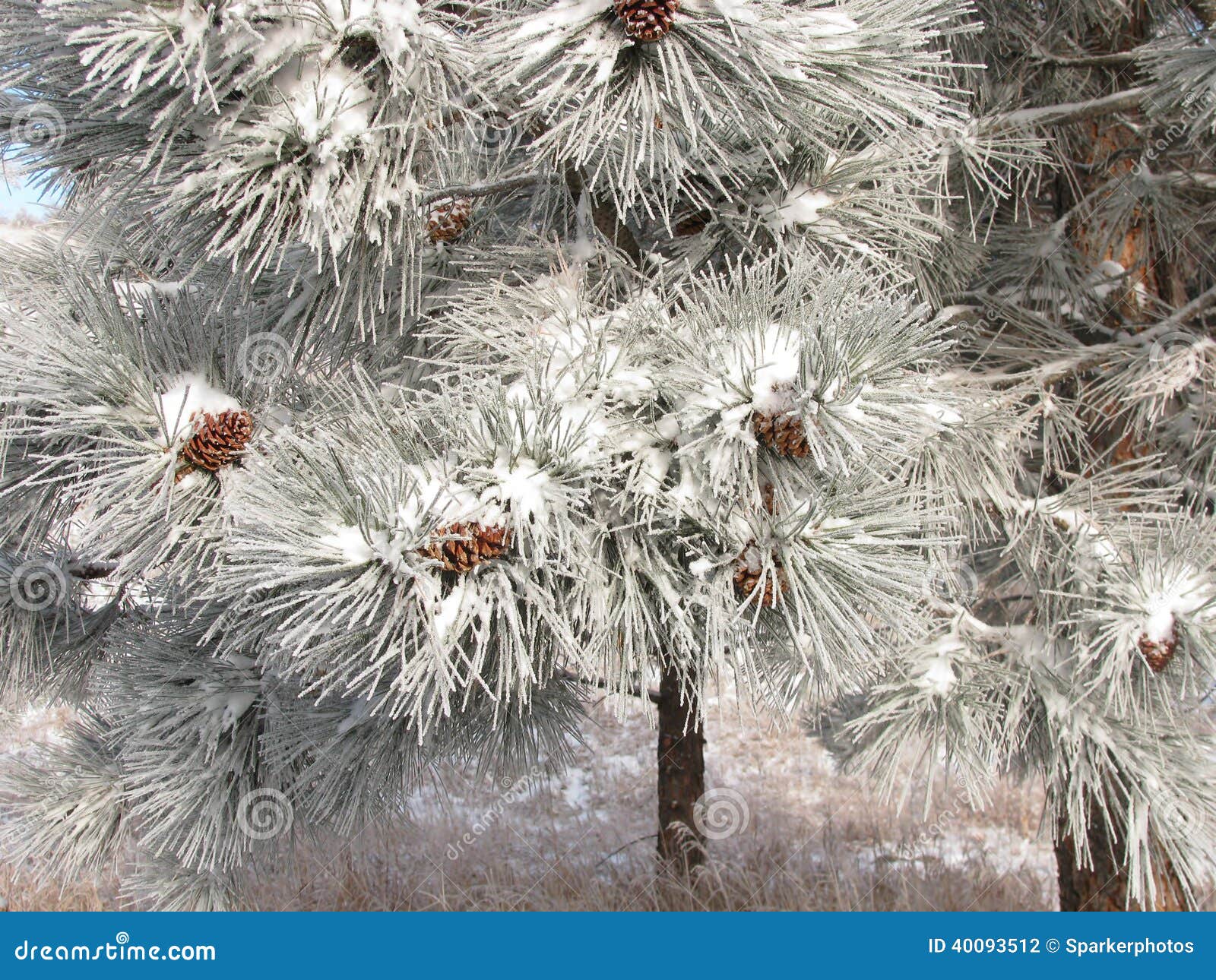 Pinecone in Winter stock photo. Image of trees, needles - 40093512