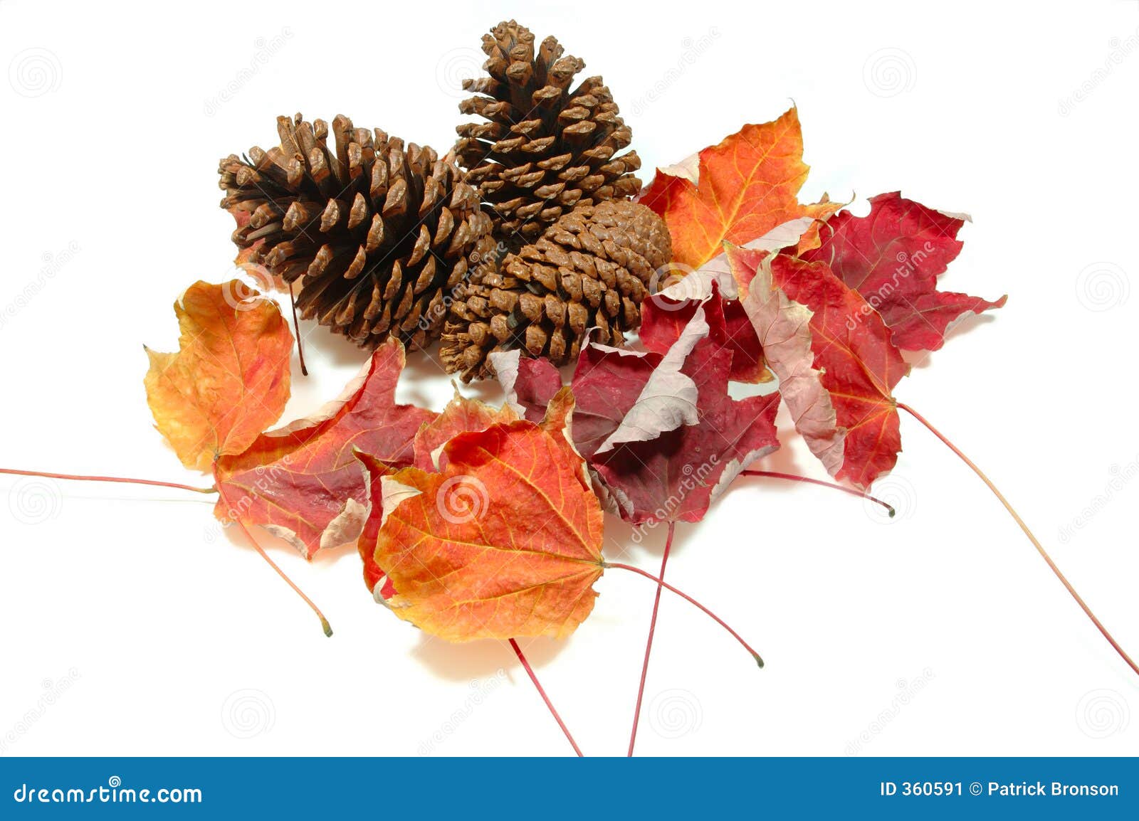 Pinecones and Fall Maple Leaves Stock Image - Image of autumn, seeds ...