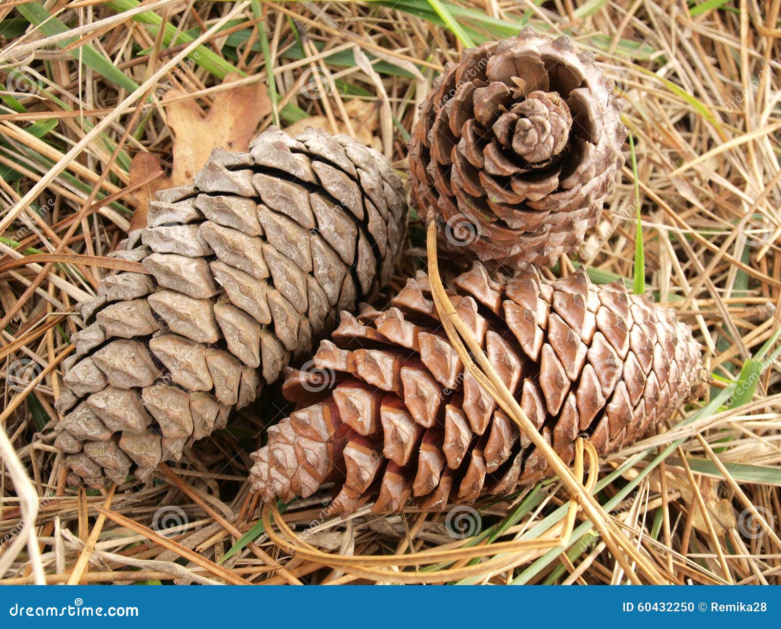 Pinecones stock photo. Image of vegetable, horizontal - 60432250