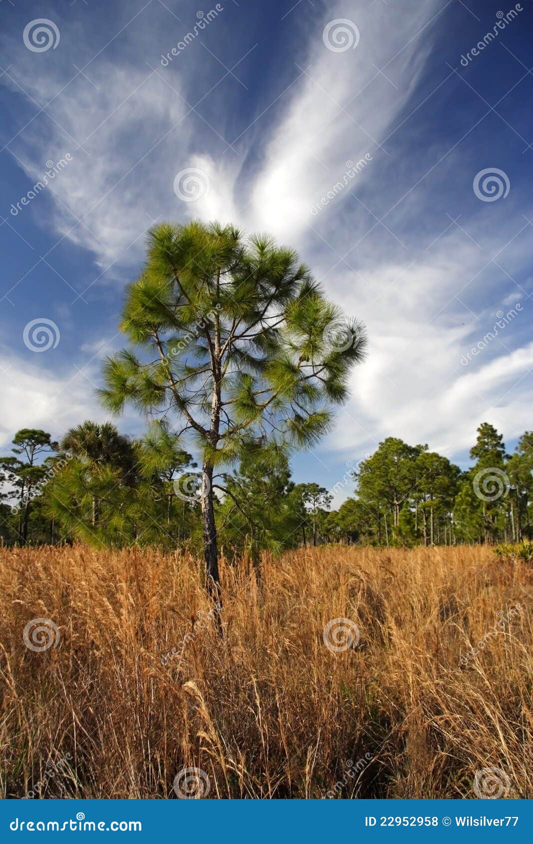Pinelands Landscape stock photo. Image of pinelands, recreation - 22952958