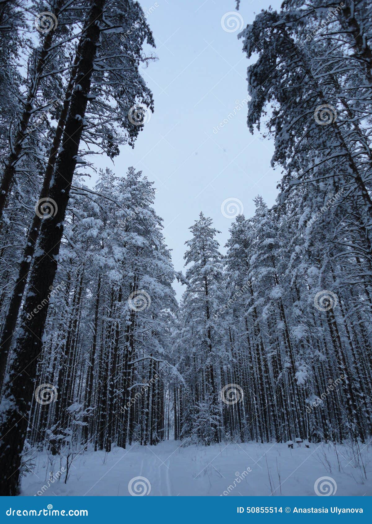 Pinery Cold Snowy Winter . 2 Stock Photo - Image of frost, walking ...