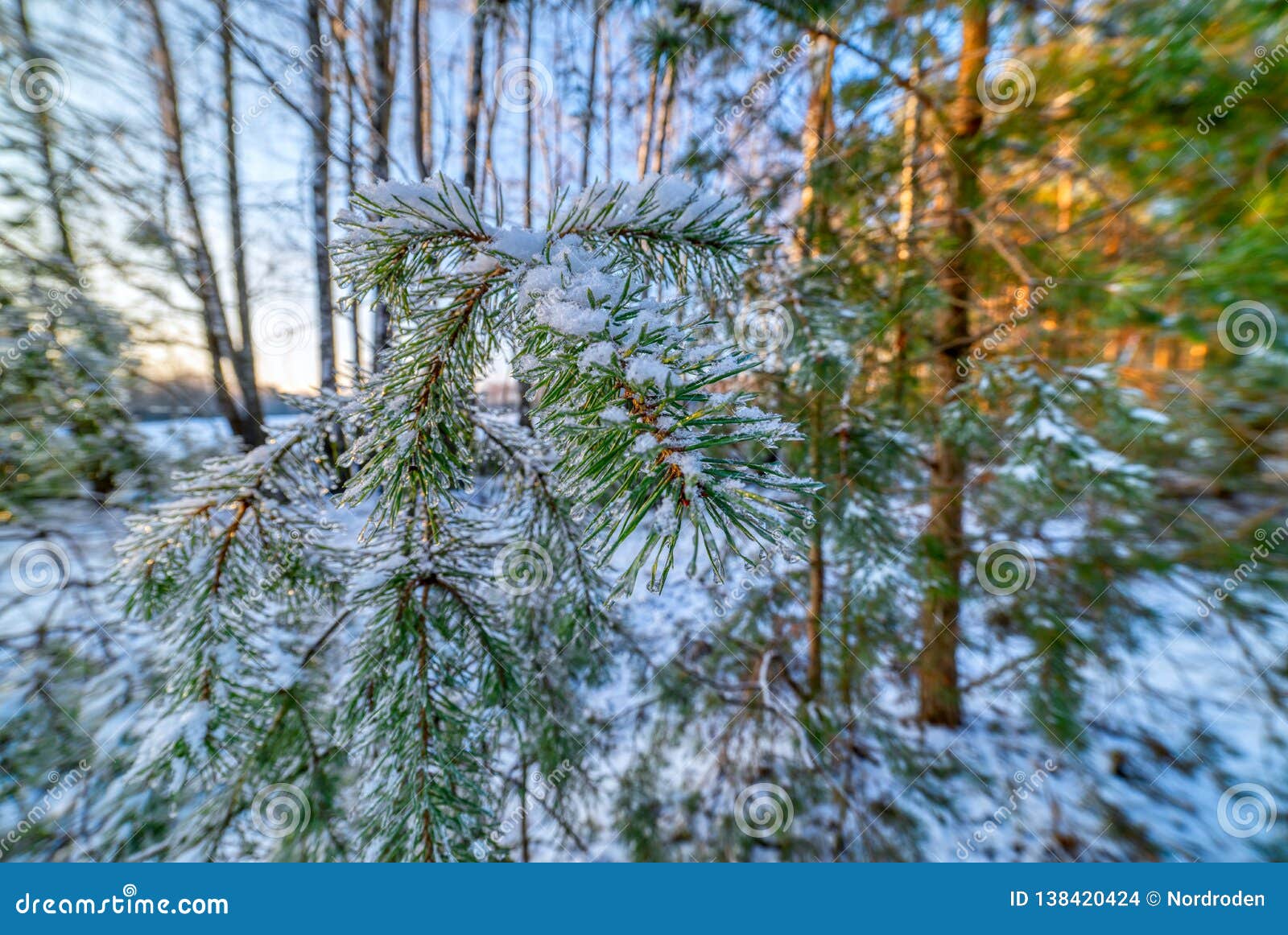 Pinery. Sprig of Pine Close-up, Winter Sunny Day Stock Photo - Image of ...