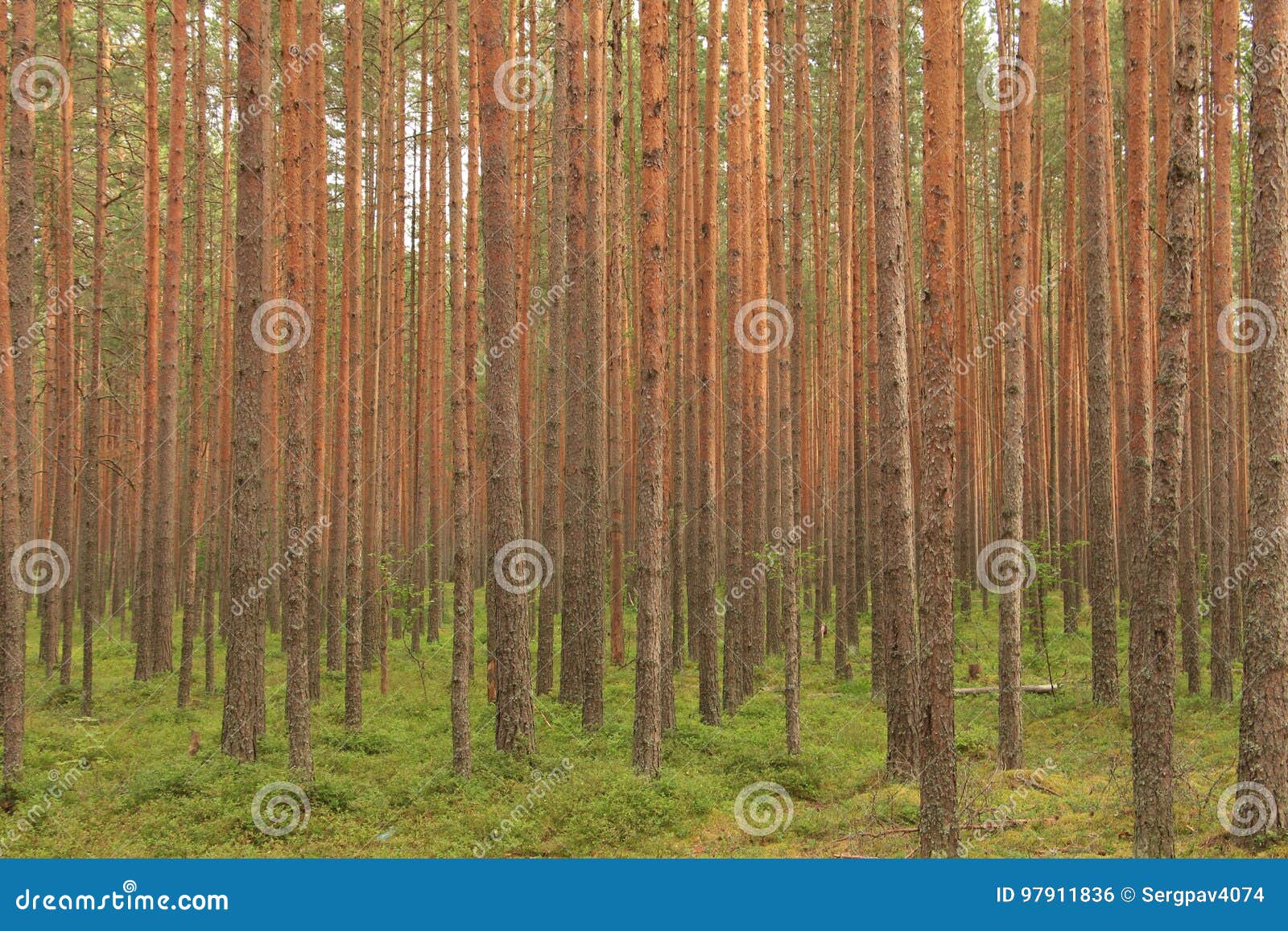 Pinery stock photo. Image of bark, clean, nature, coniferous - 97911836