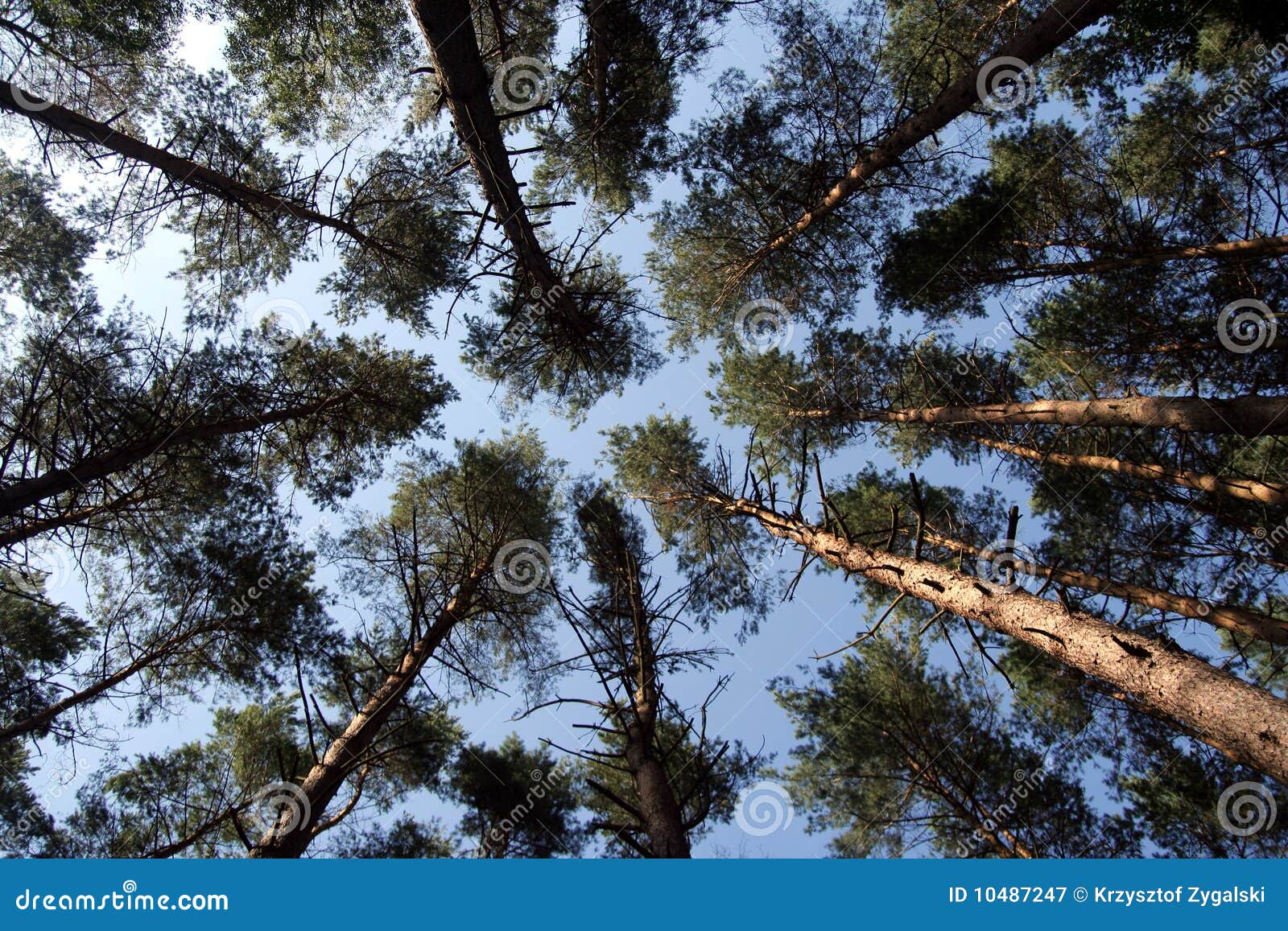Pines stock image. Image of nature, green, pines, branches - 10487247