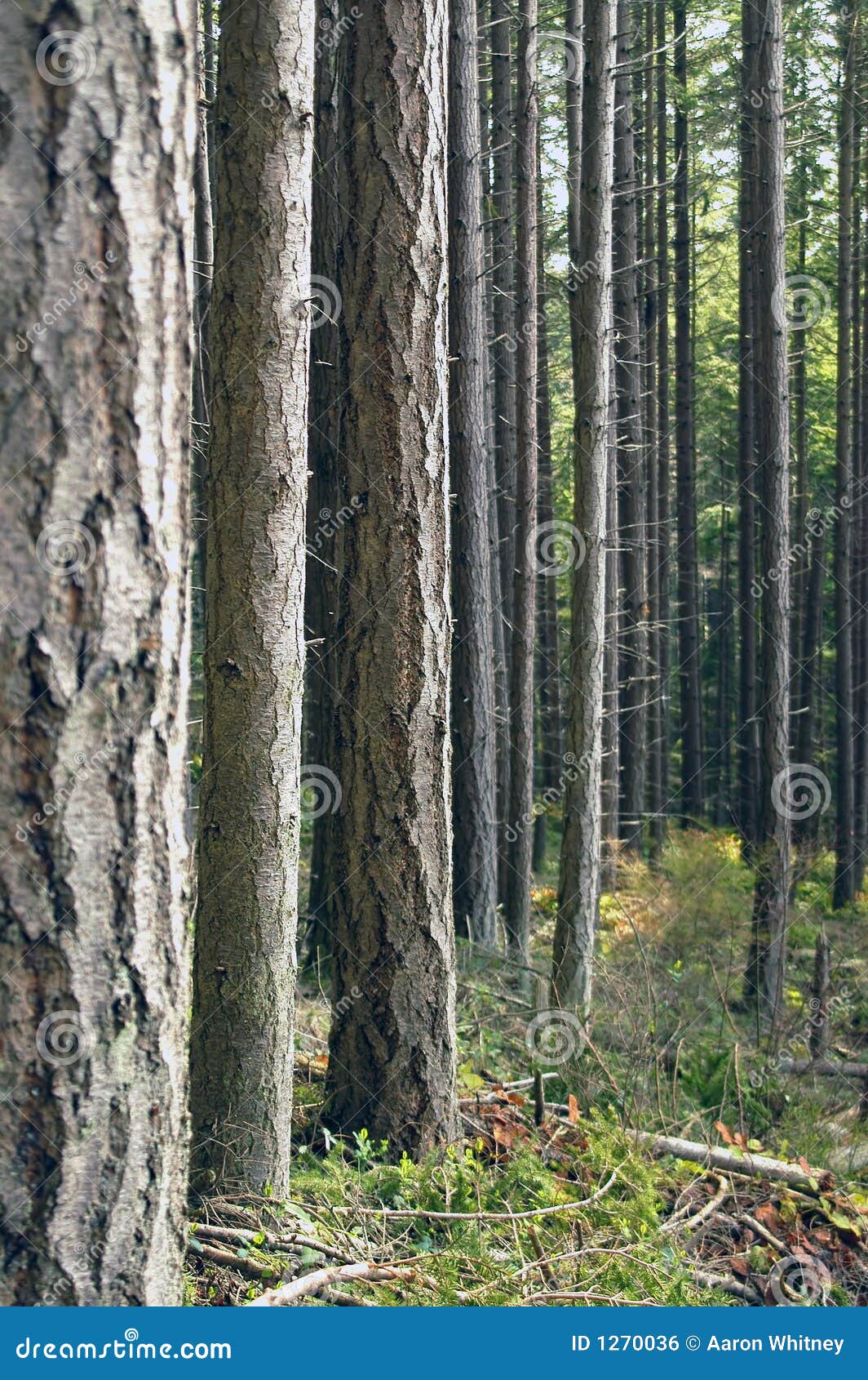 Pines stock photo. Image of hike, tree, woods, rural, stand - 1270036