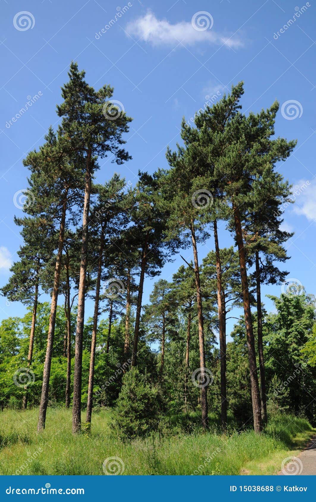 Pines stock photo. Image of outside, trees, nature, tree - 15038688